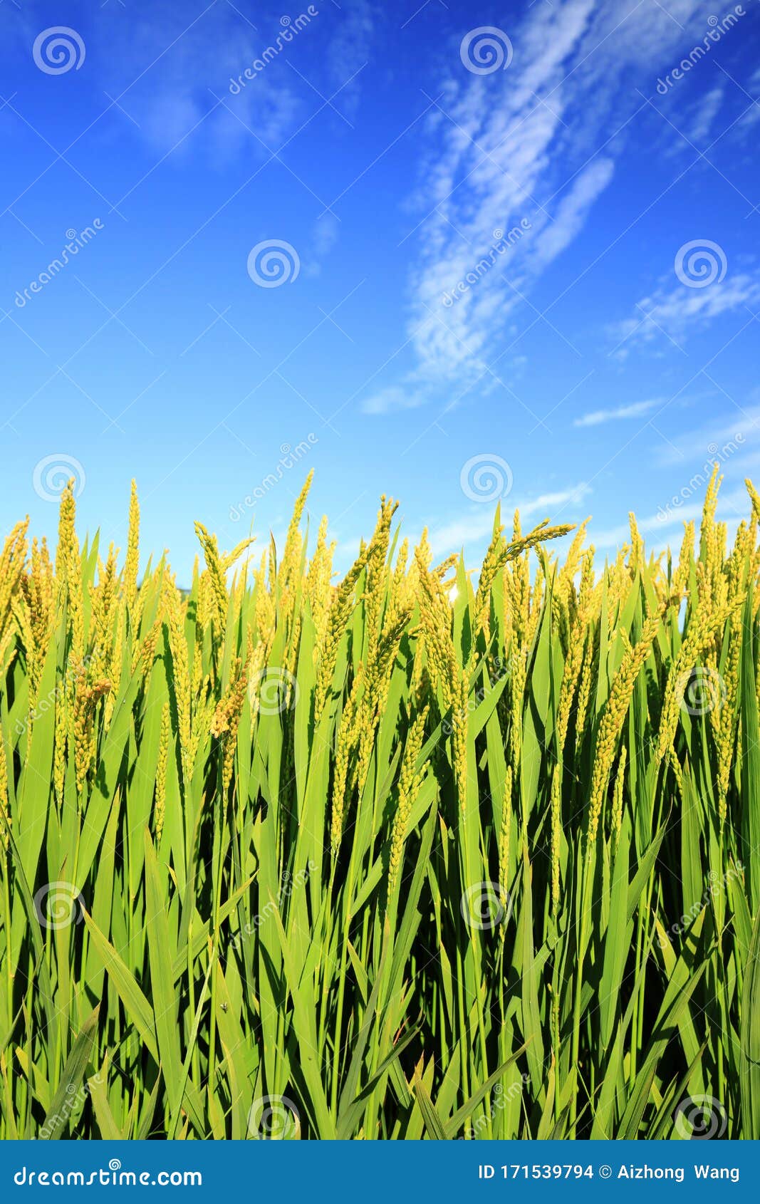 Rice in the field stock photo. Image of autumn, harvest - 171539794