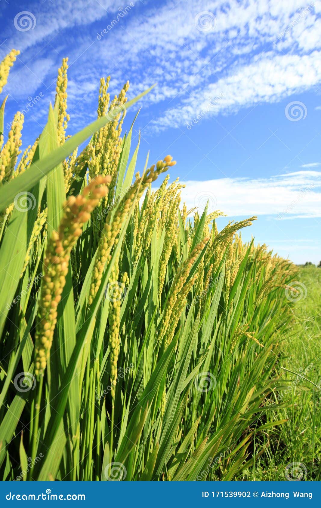 Rice in the field stock photo. Image of natural, countryside - 171539902