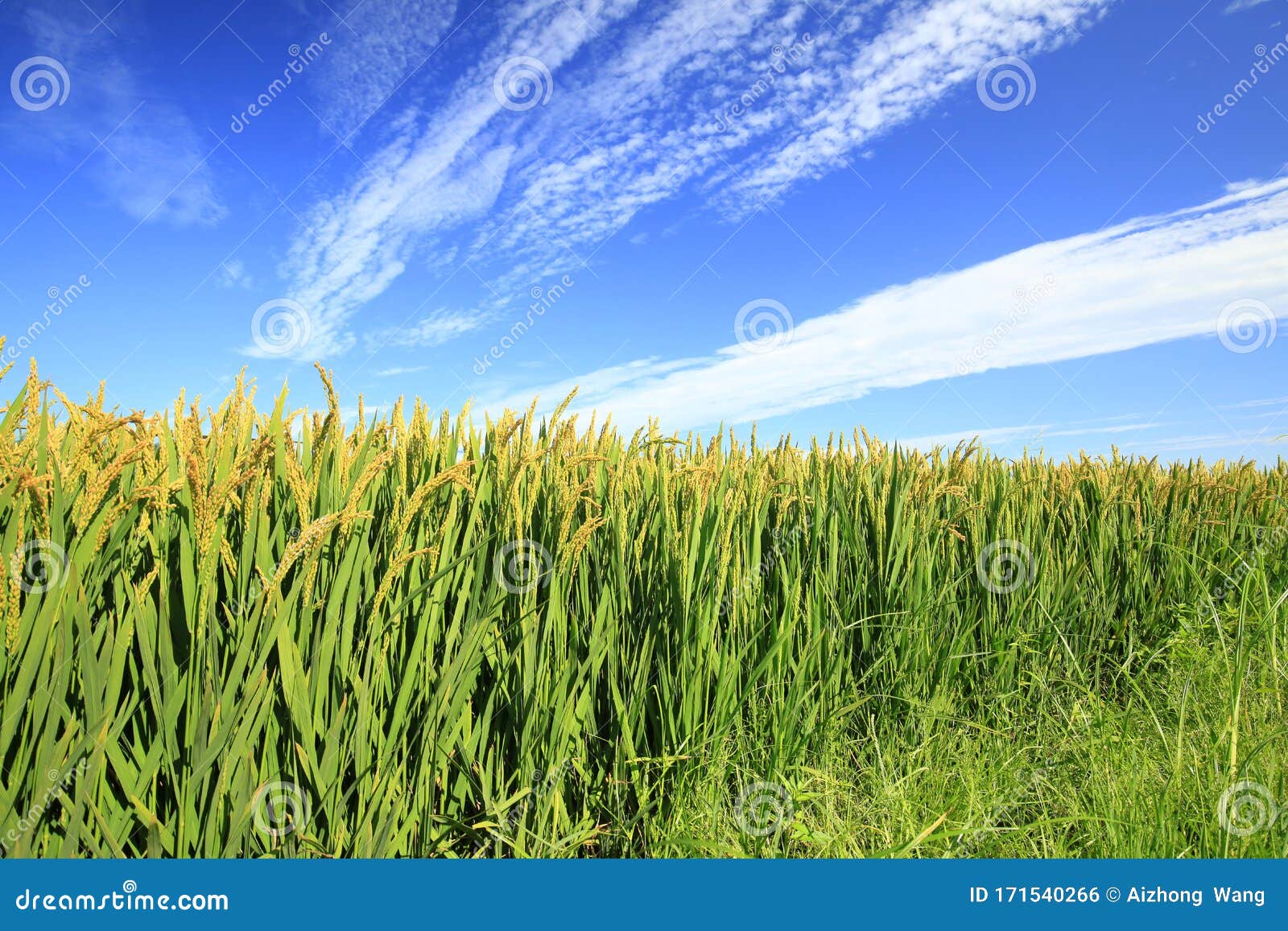 Rice in the field stock photo. Image of plant, botany - 171540266