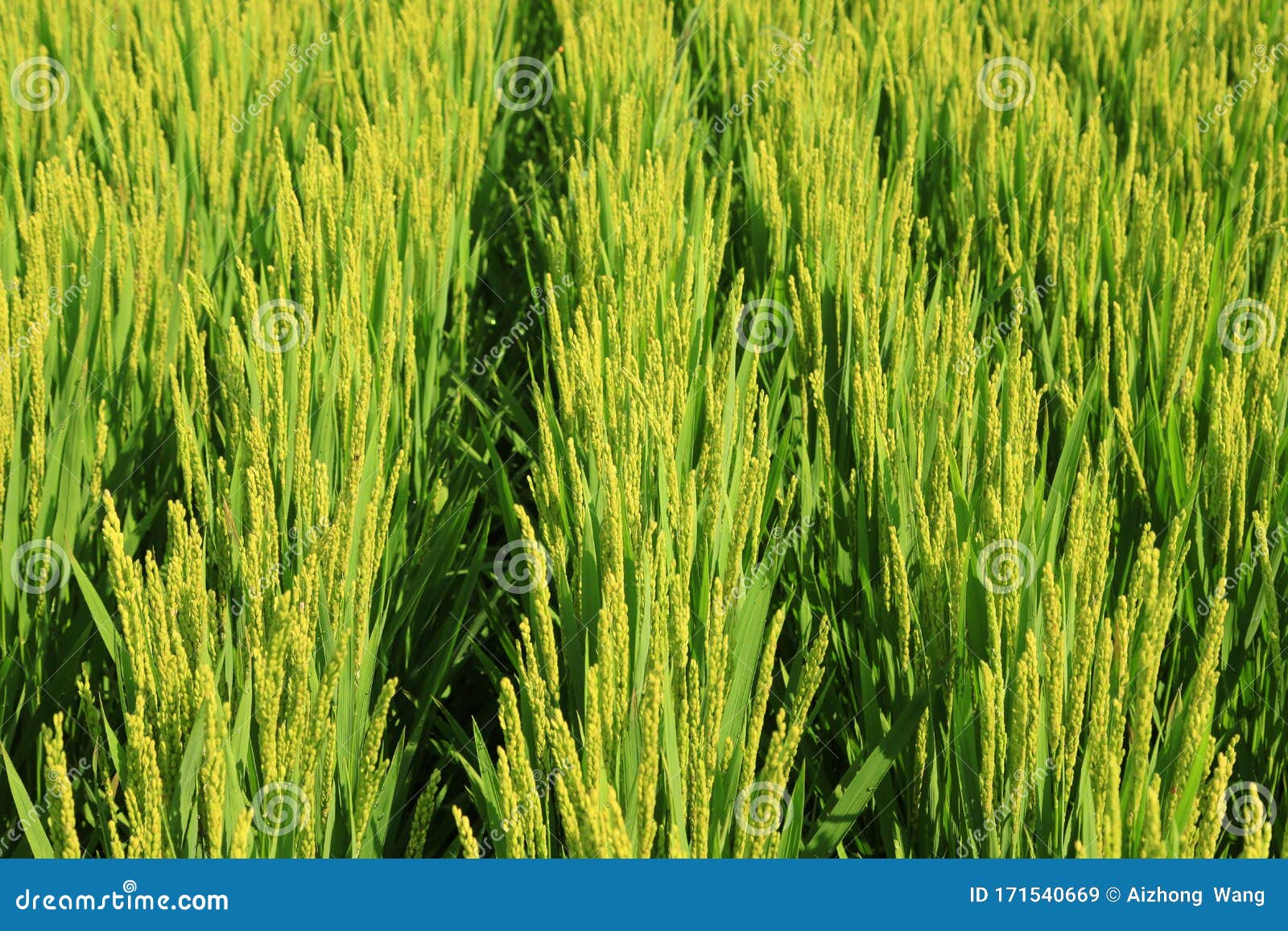 Rice in the field stock image. Image of natural, paddy - 171540669