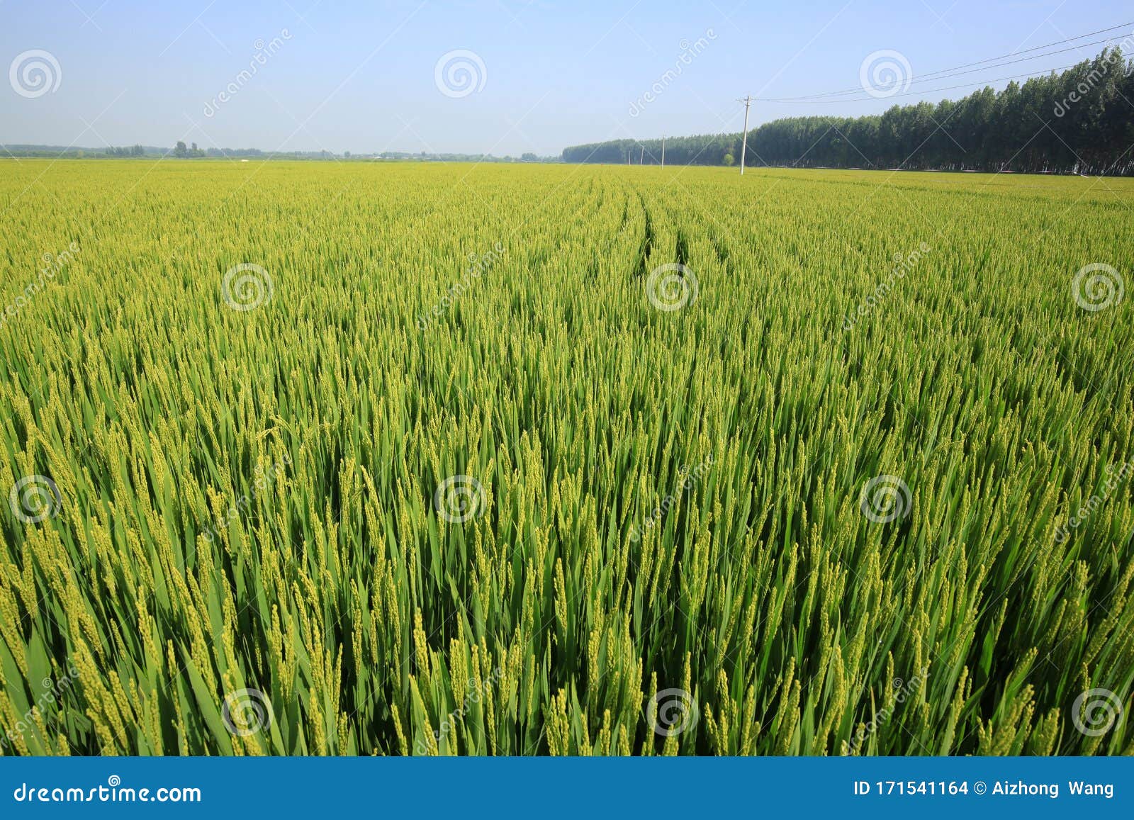Rice in the field stock photo. Image of agriculture - 171541164