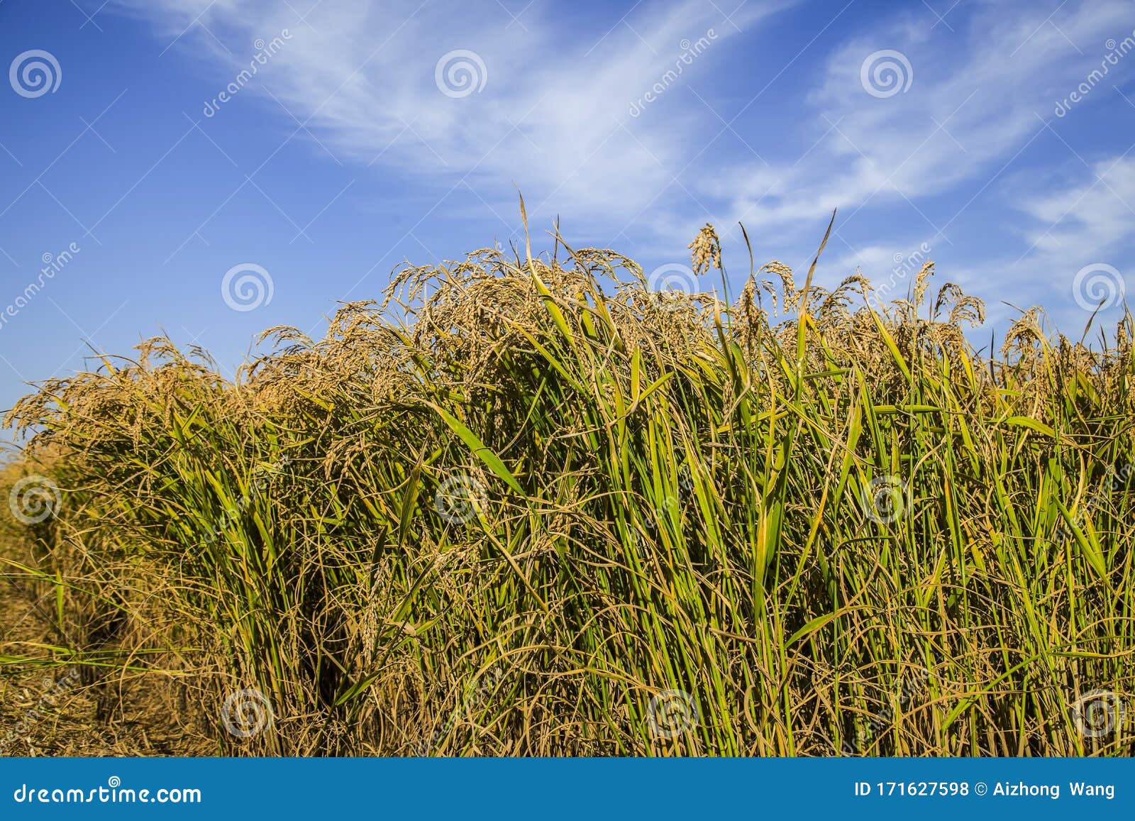 Rice in the field stock photo. Image of closeup, crop - 171627598