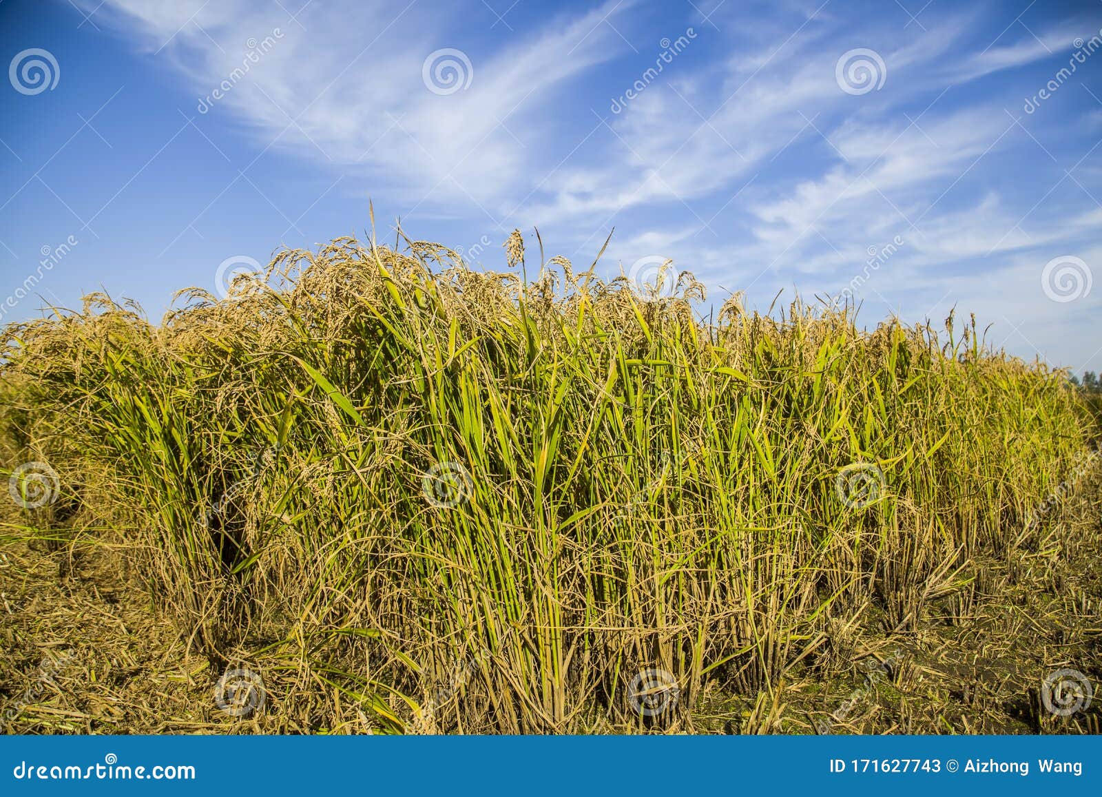 Rice in the field stock image. Image of botany, chinese - 171627743