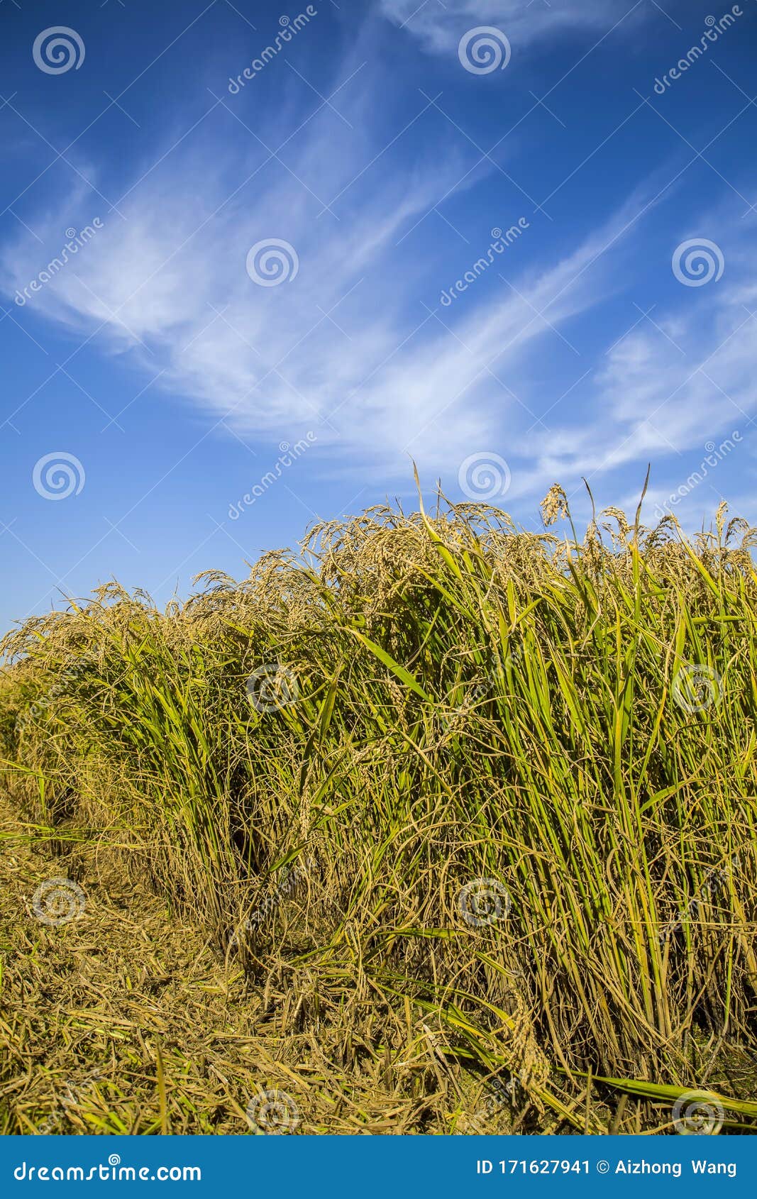 Rice in the field stock image. Image of rice, rural - 171627941