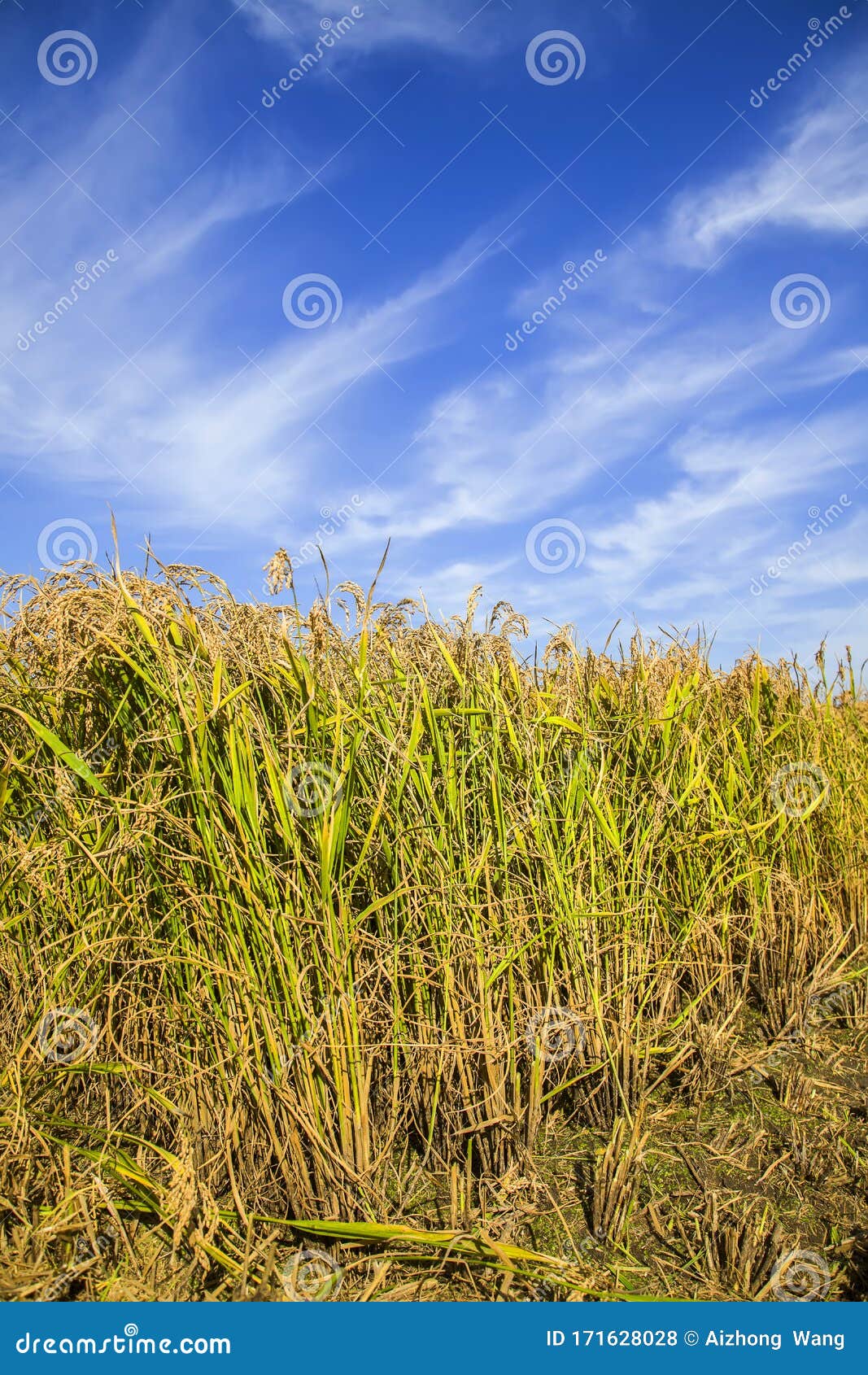 Rice in the field stock photo. Image of leaves, harvest - 171628028