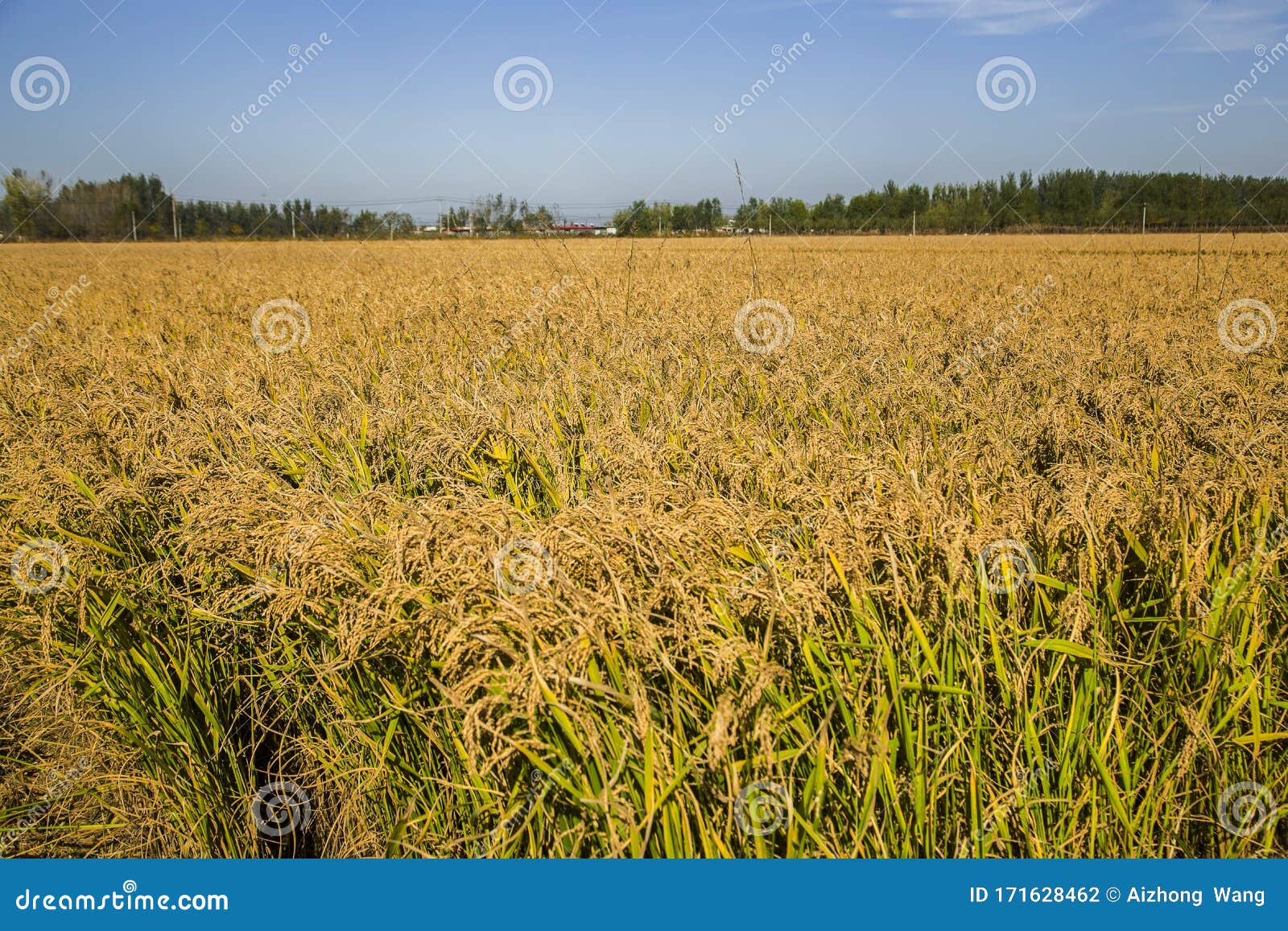 Rice in the field stock photo. Image of asia, countryside - 171628462