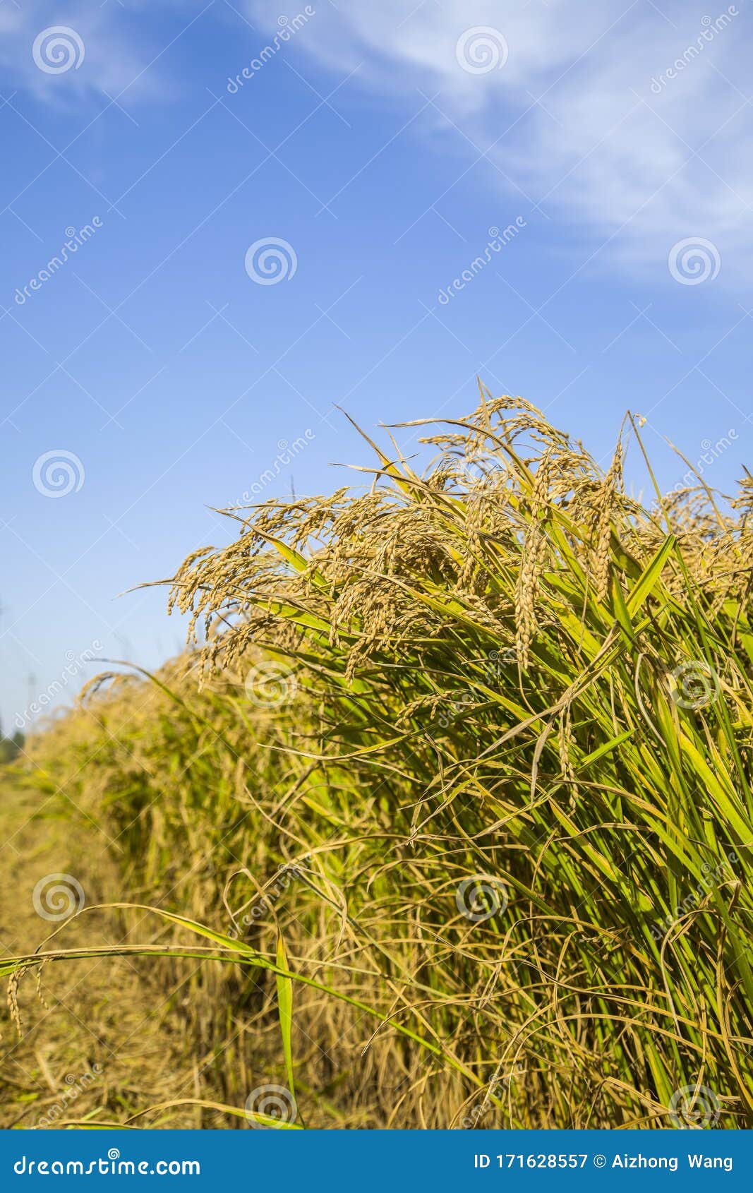 Rice in the field stock image. Image of harvest, ripe - 171628557