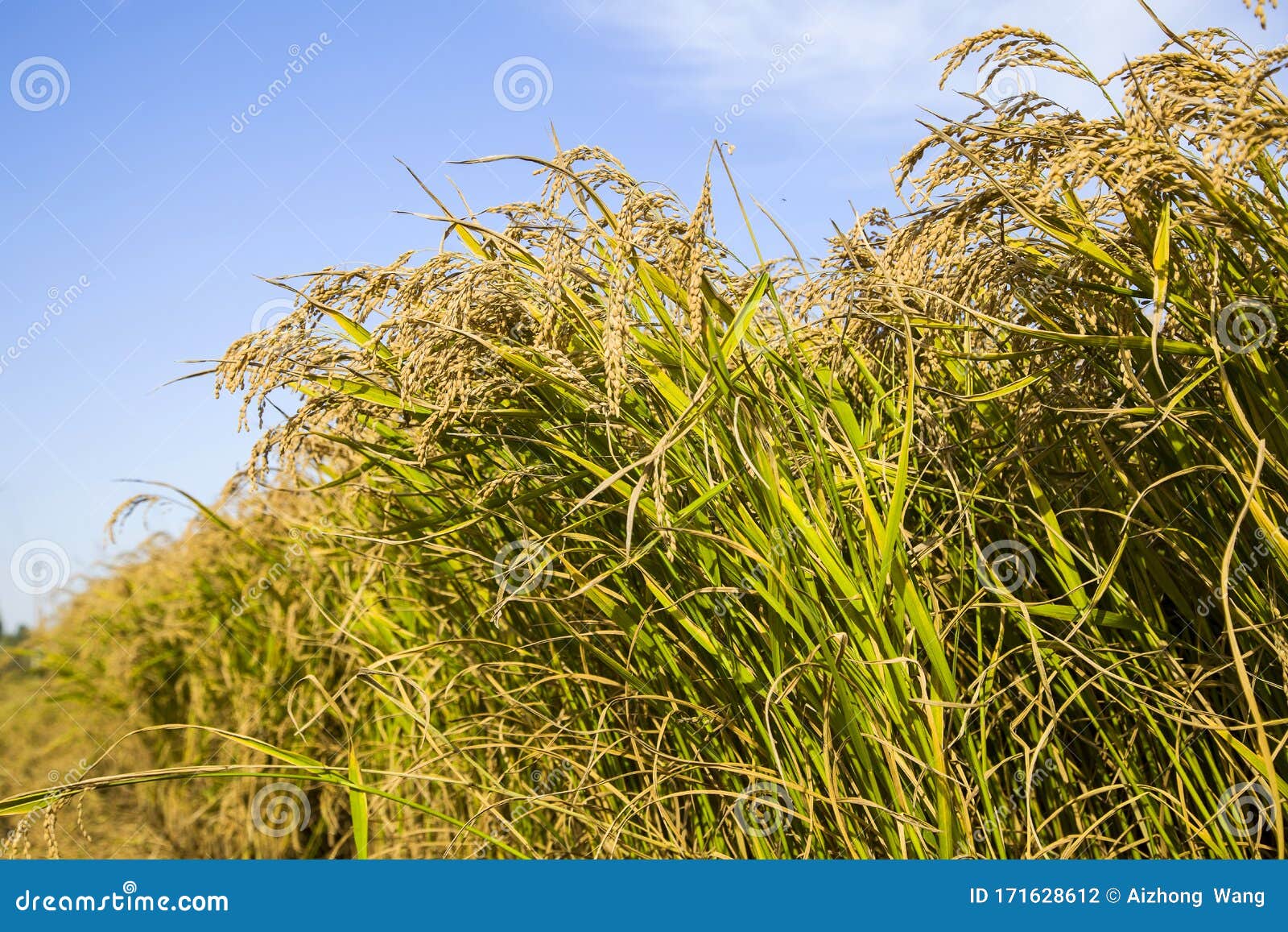 Rice in the field stock photo. Image of crop, field - 171628612