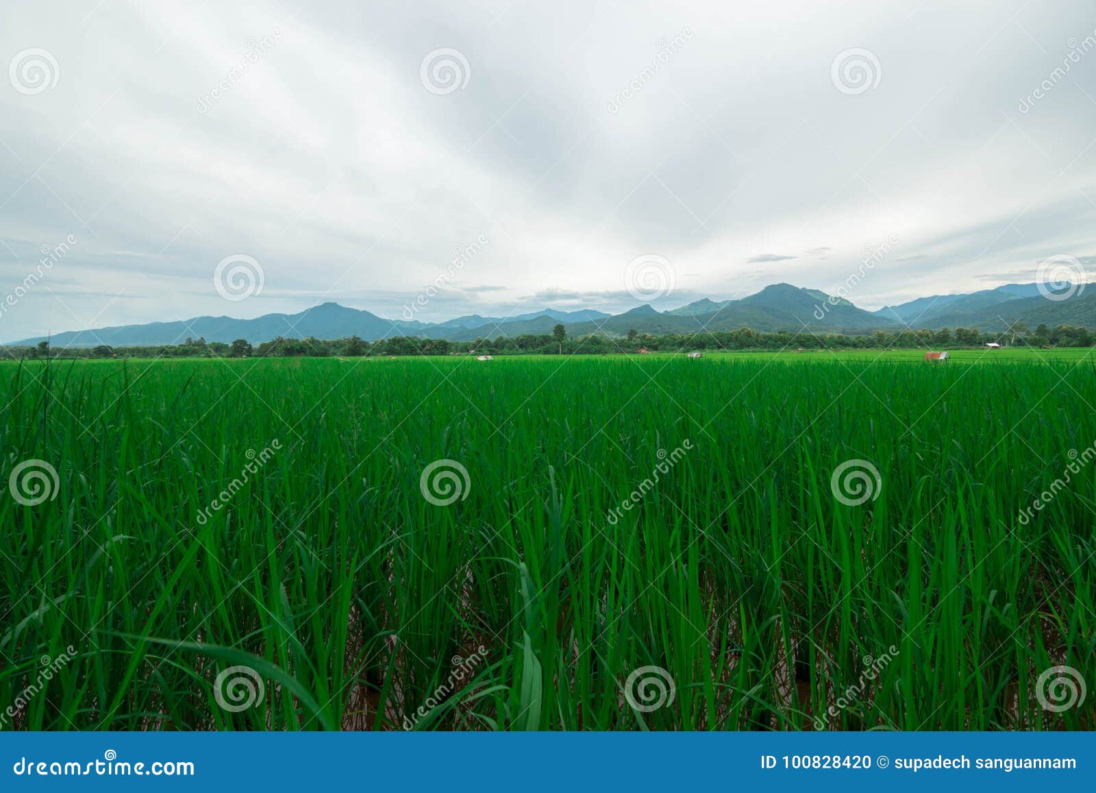 Rice field stock photo. Image of pasture, farm, rice - 100828420