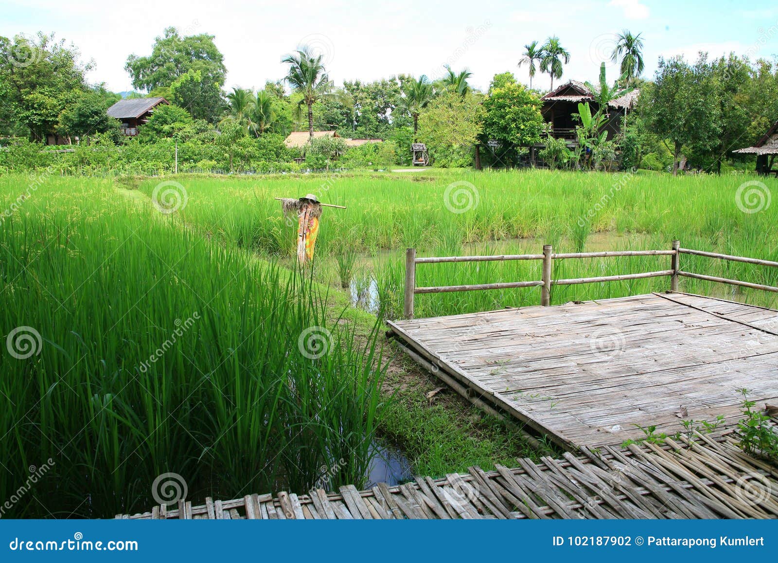 Rice field stock photo. Image of plant, nature, harvest - 102187902