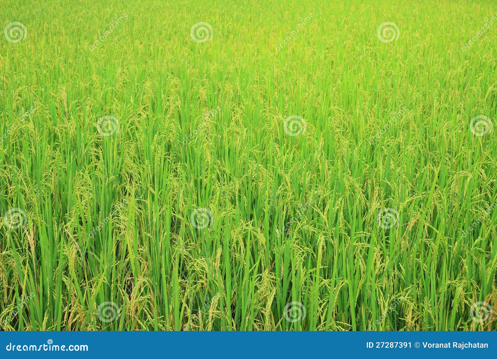Rice Field with Rice Panicle Stock Image - Image of outdoor, harvest ...