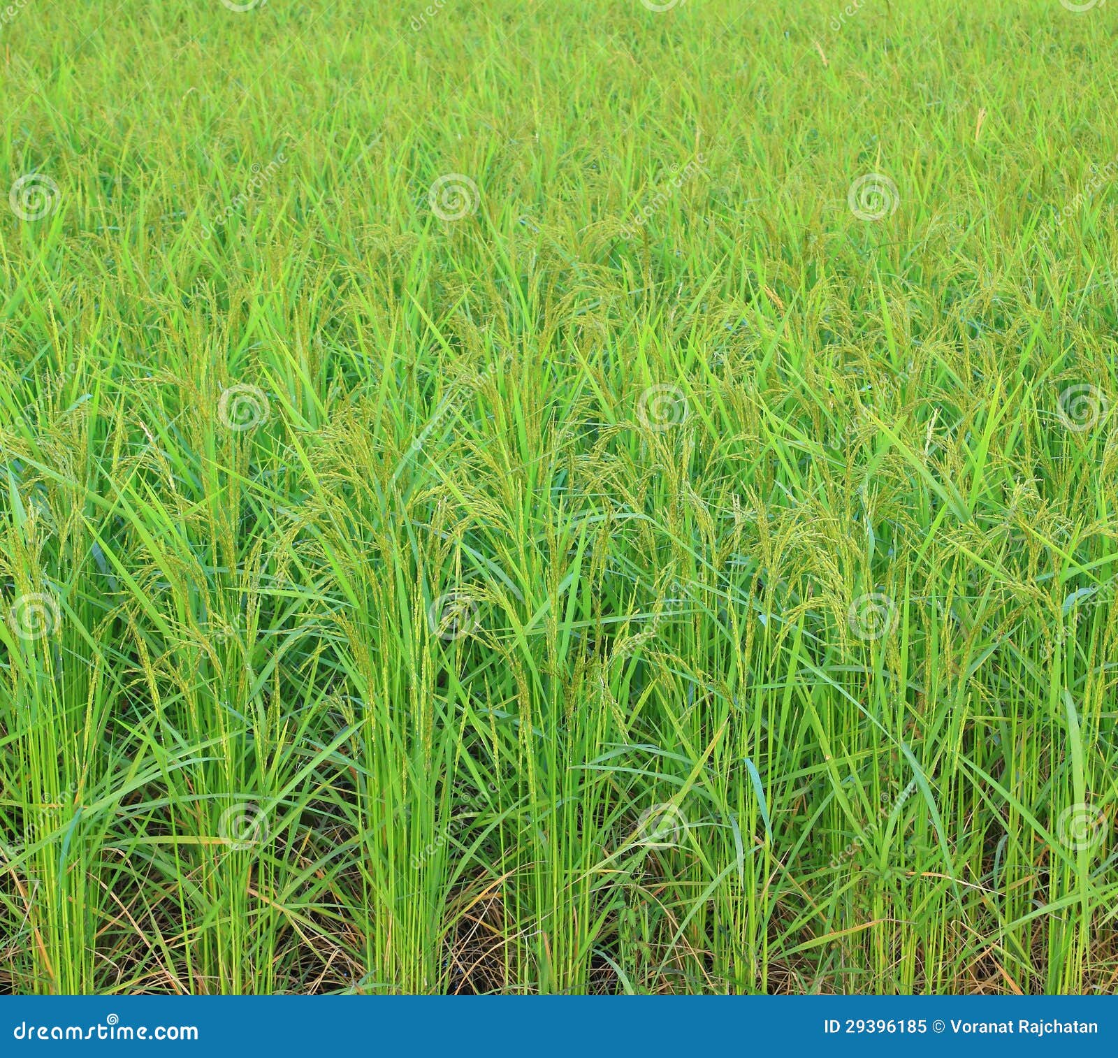 Rice Field with Rice Panicle Stock Image - Image of crop, green: 29396185
