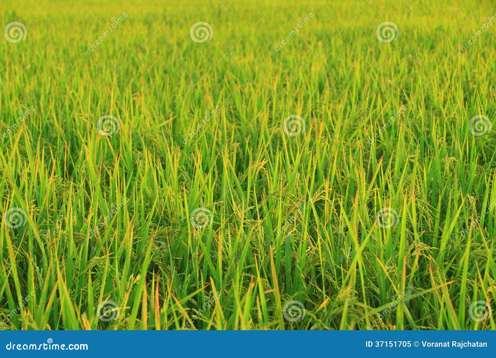 Rice Field with Rice Panicle Stock Image - Image of natural, nutrition ...