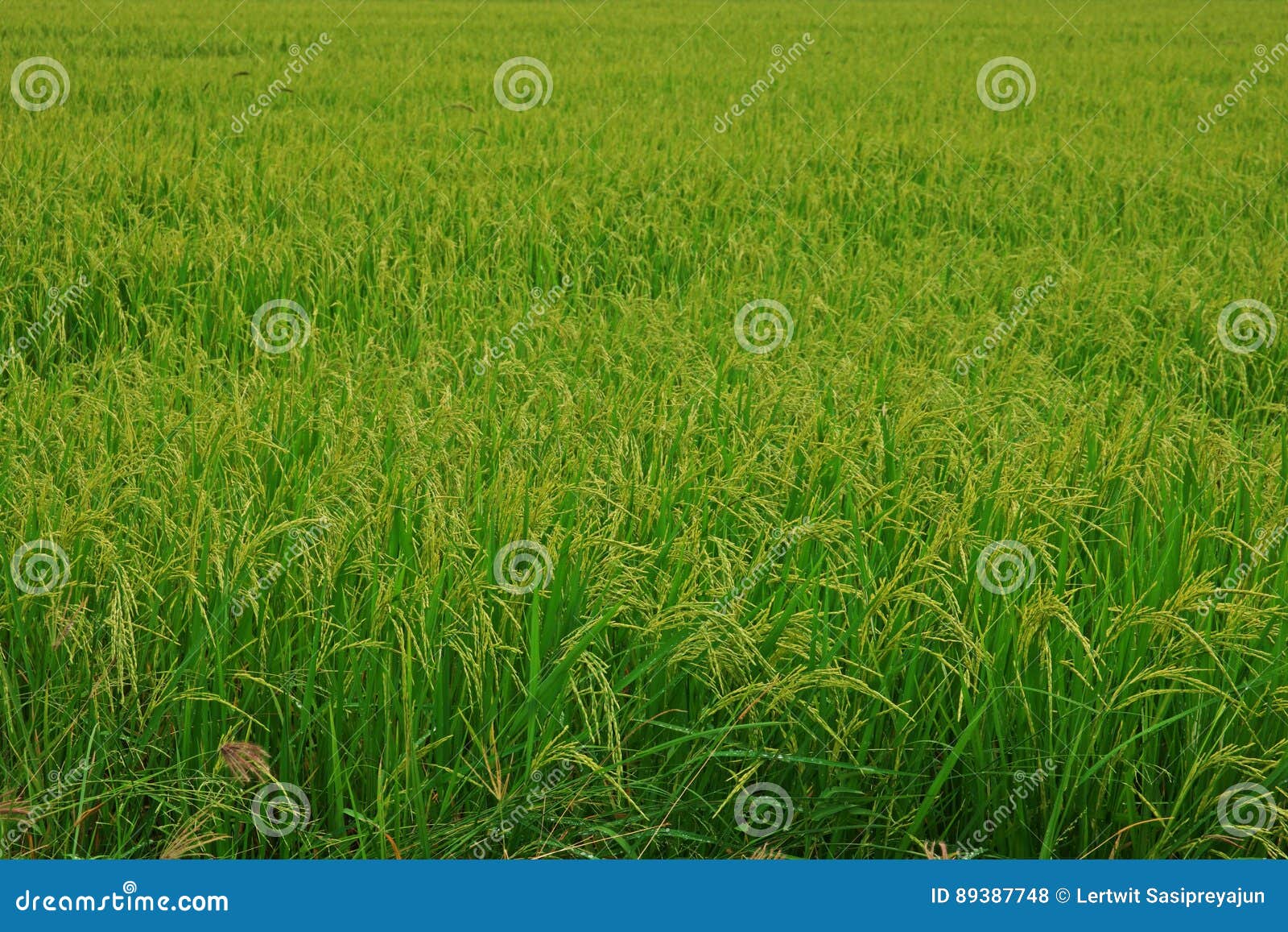 Rice field,rice panicle stock photo. Image of farming - 89387748