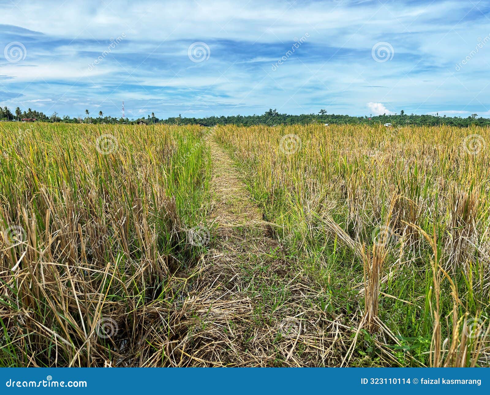 Rice field and rice stock photo. Image of grow, border - 323110114