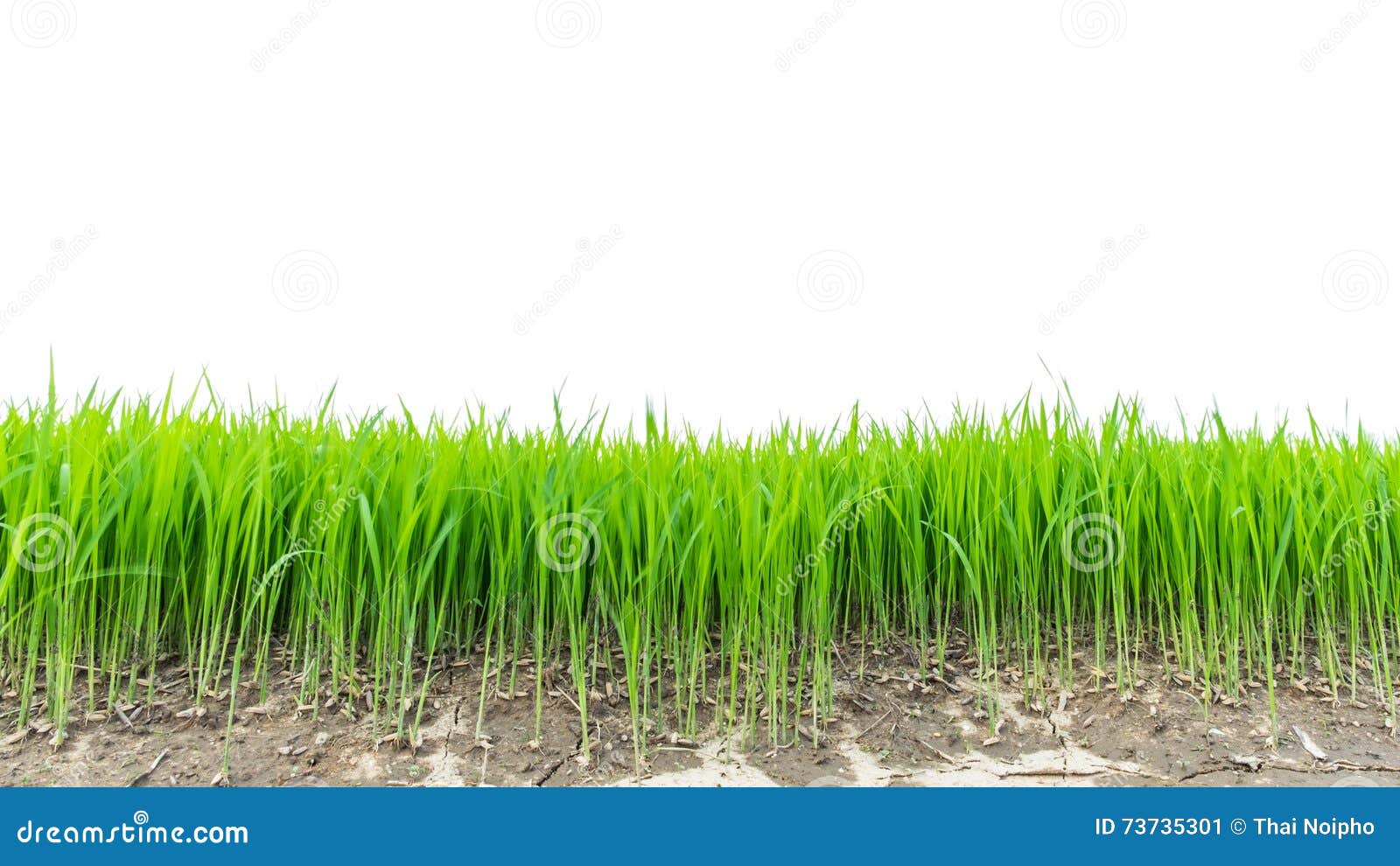 345 Seedlings Rice Plant White Background Stock Photos - Free & Royalty ...