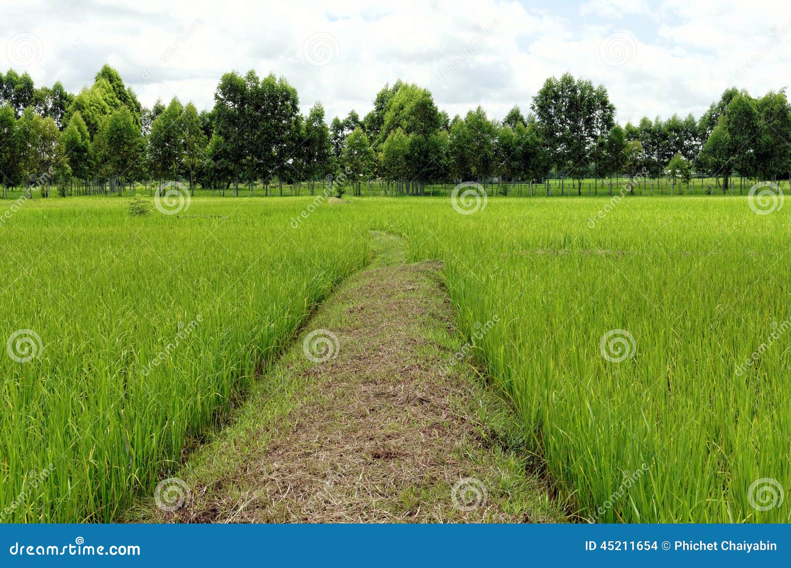 Rice field ridge stock photo. Image of food, field, farm - 45211654