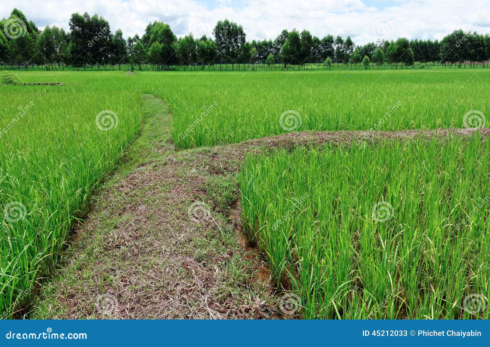 Rice field ridge stock image. Image of lanscape, farm - 45212033