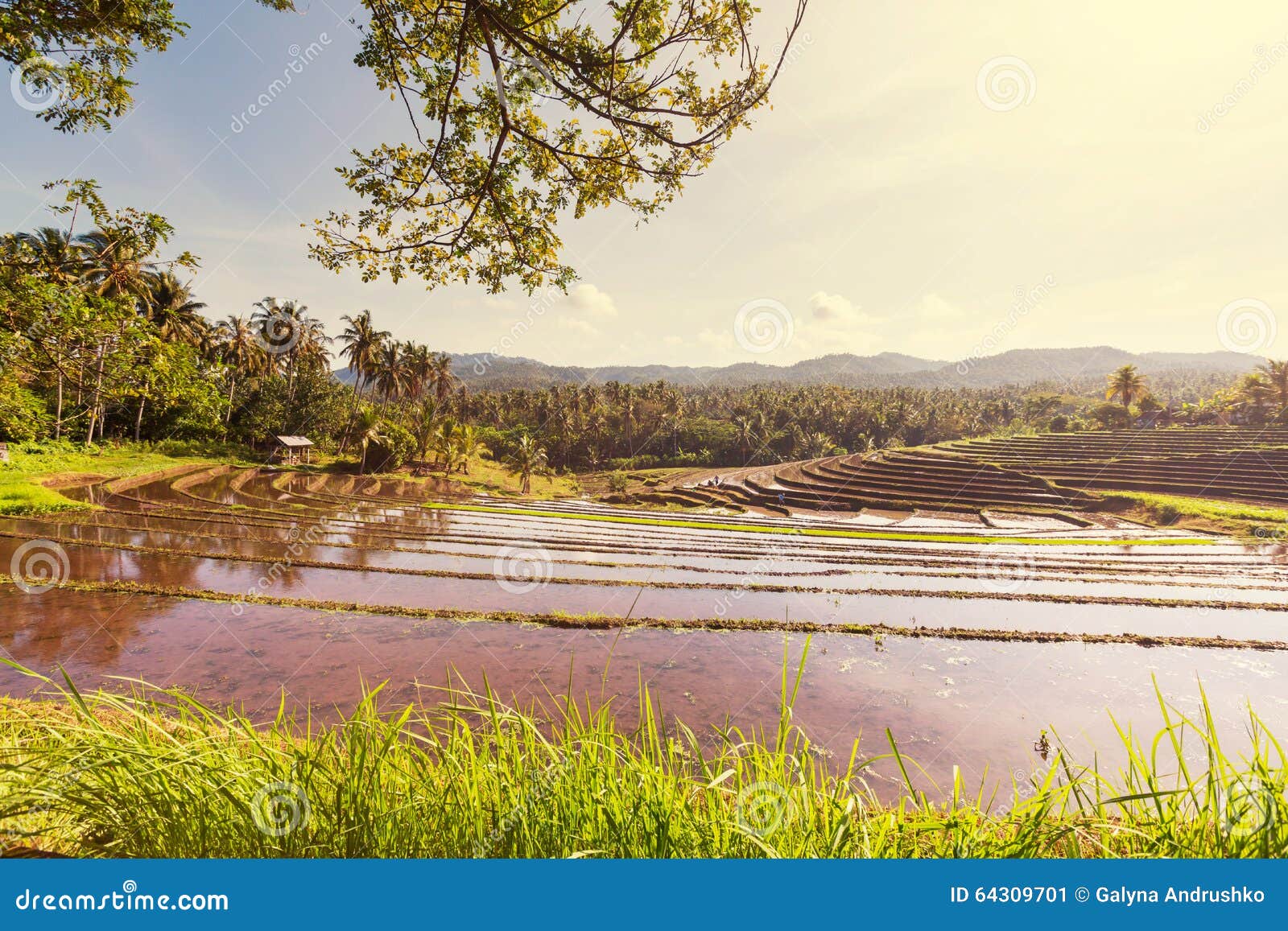 Rice field stock image. Image of asia, outside, environment - 64309701