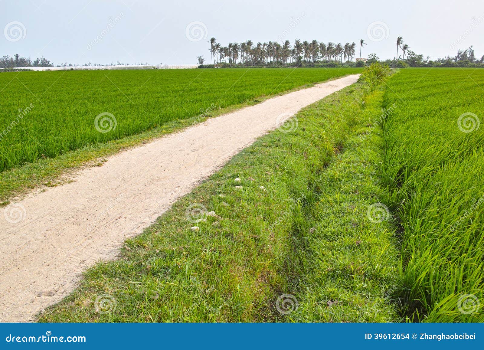 Rice field and road stock photo. Image of scenic, farmland - 39612654