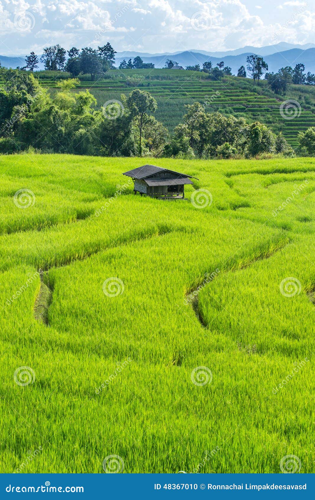 Rice field stock photo. Image of horizontal, huts, hill - 48367010