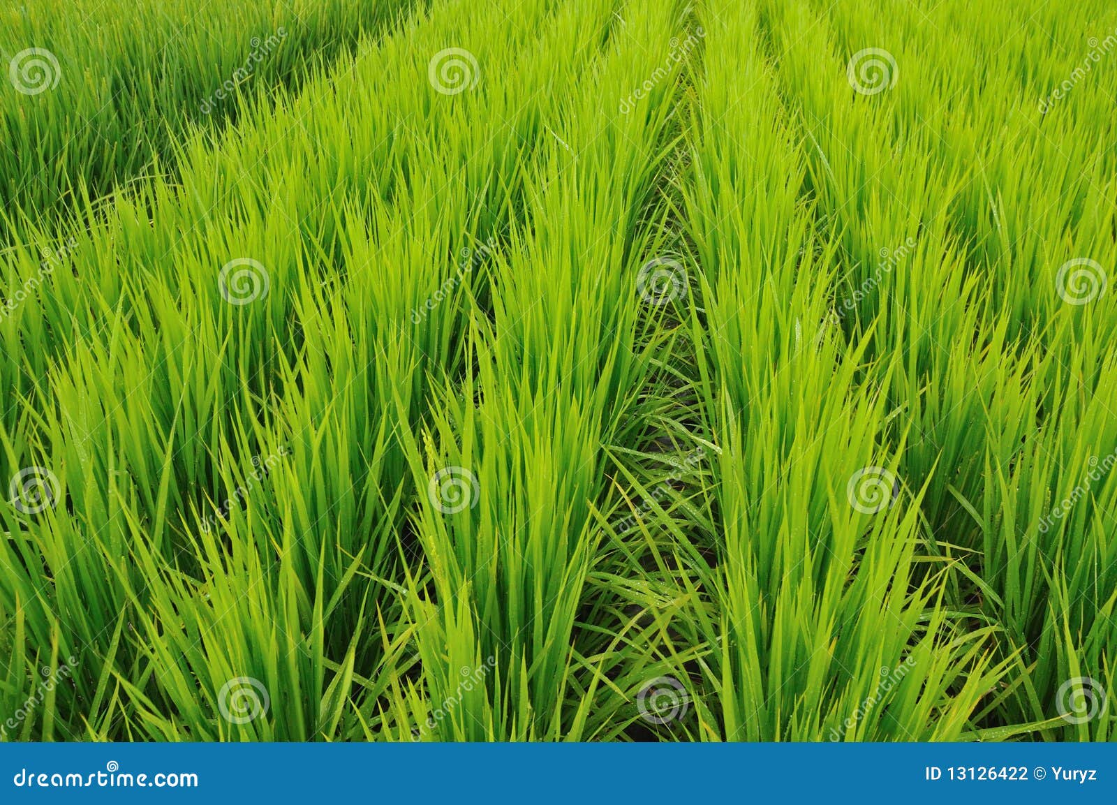 Rice-field rows stock photo. Image of japan, landscape - 13126422