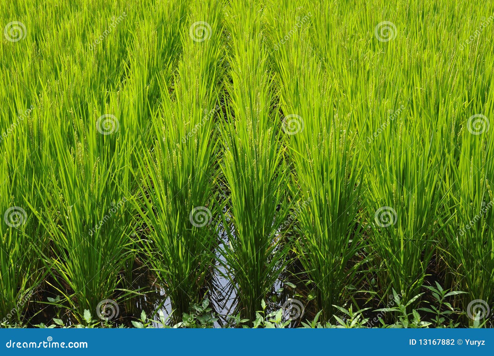 Rice-field rows stock photo. Image of water, oriental - 13167882