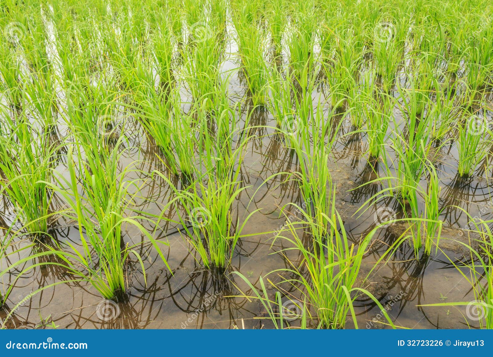 Rice field stock photo. Image of natural, detail, organic - 32723226