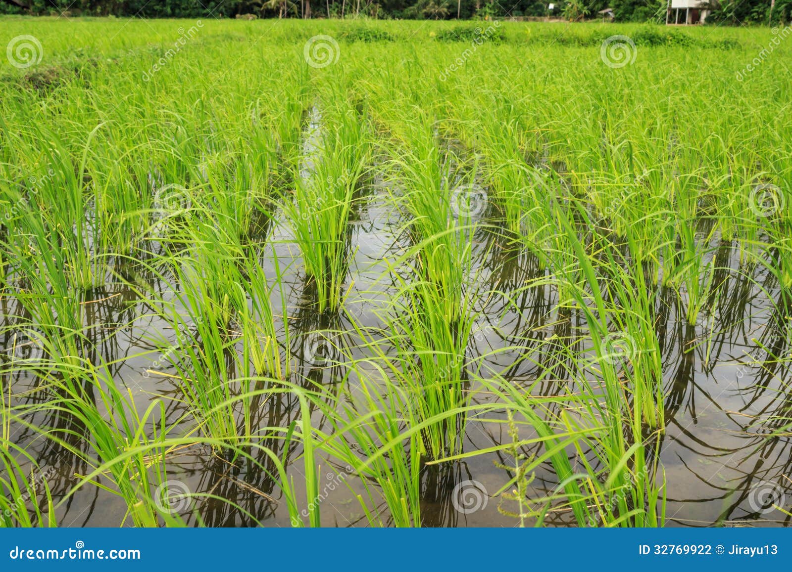 Rice field stock photo. Image of farmland, farmer, green - 32769922