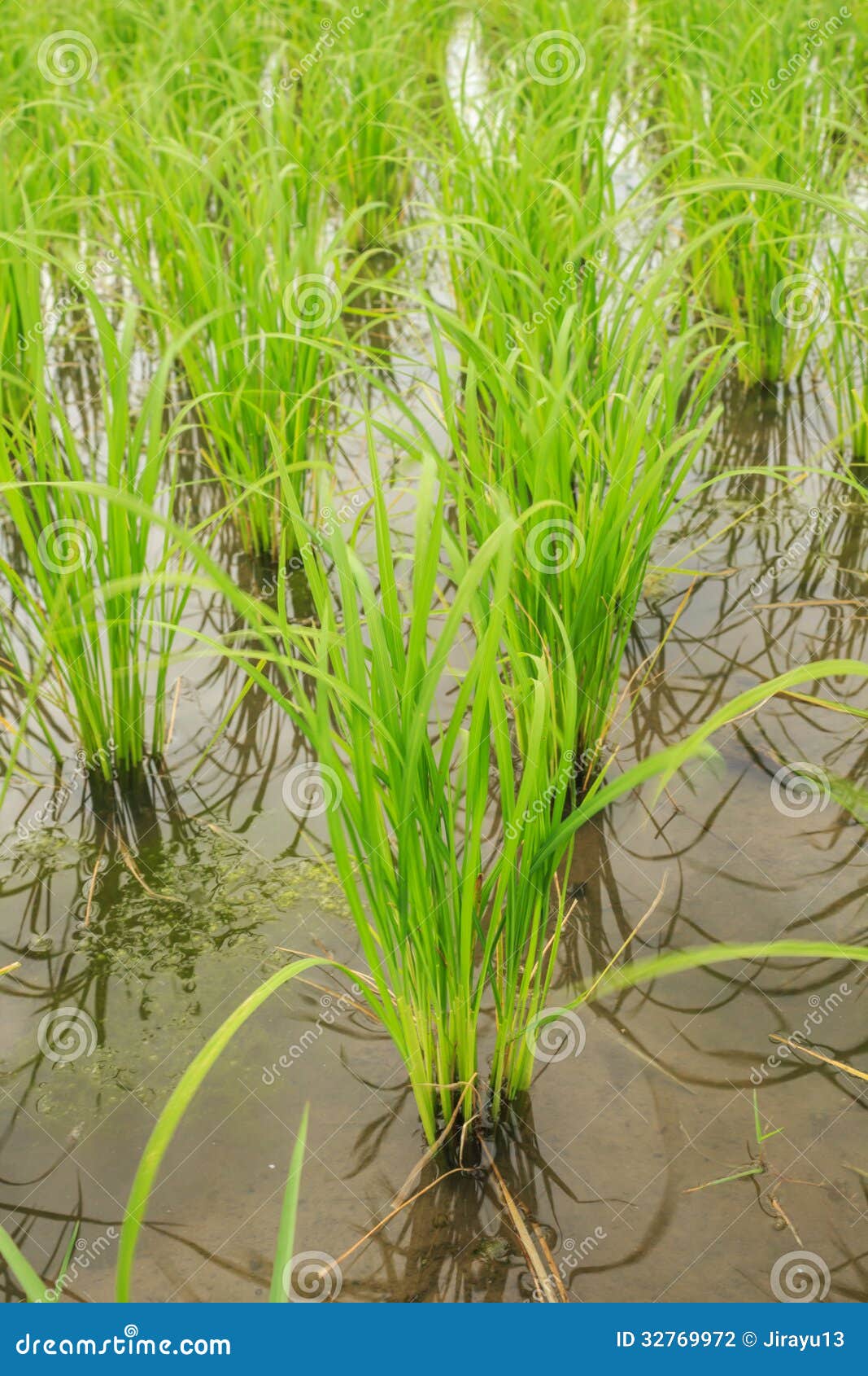 Rice field stock photo. Image of detail, organic, meadow - 32769972