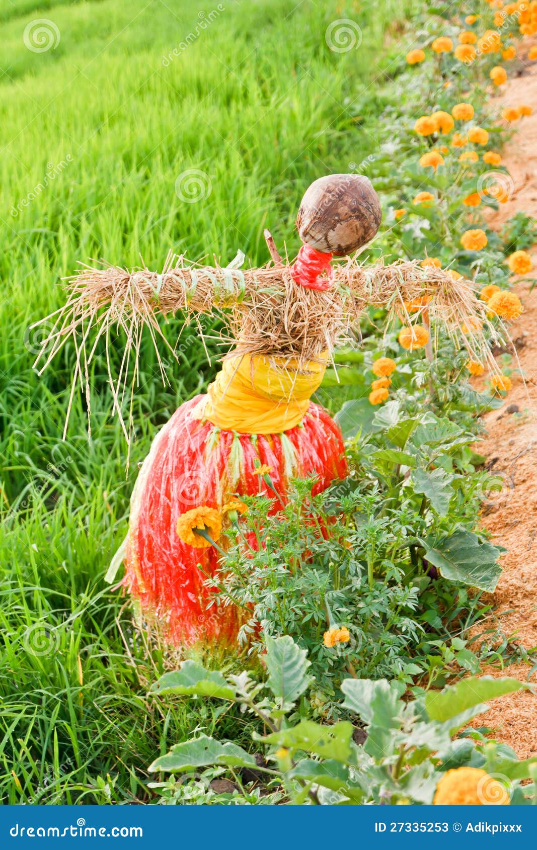 Rice field with scarecrow stock image. Image of environment - 27335253