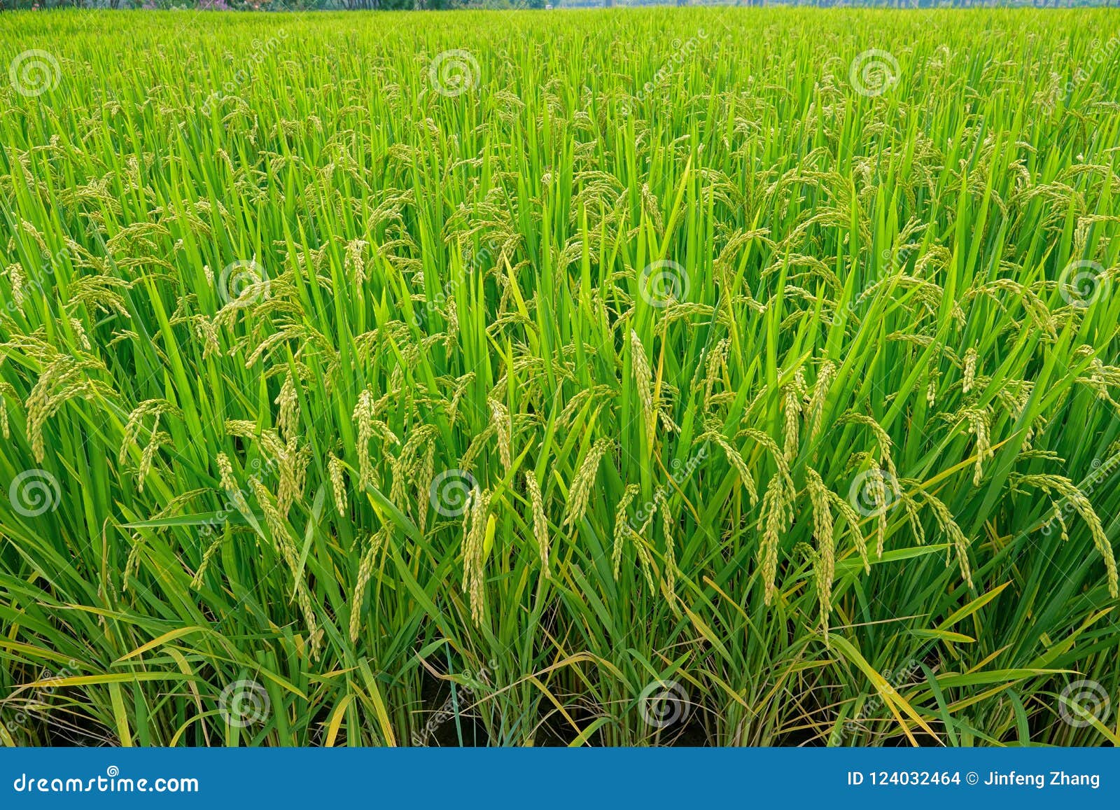 Rice field stock photo. Image of foodstuff, agriculture - 124032464
