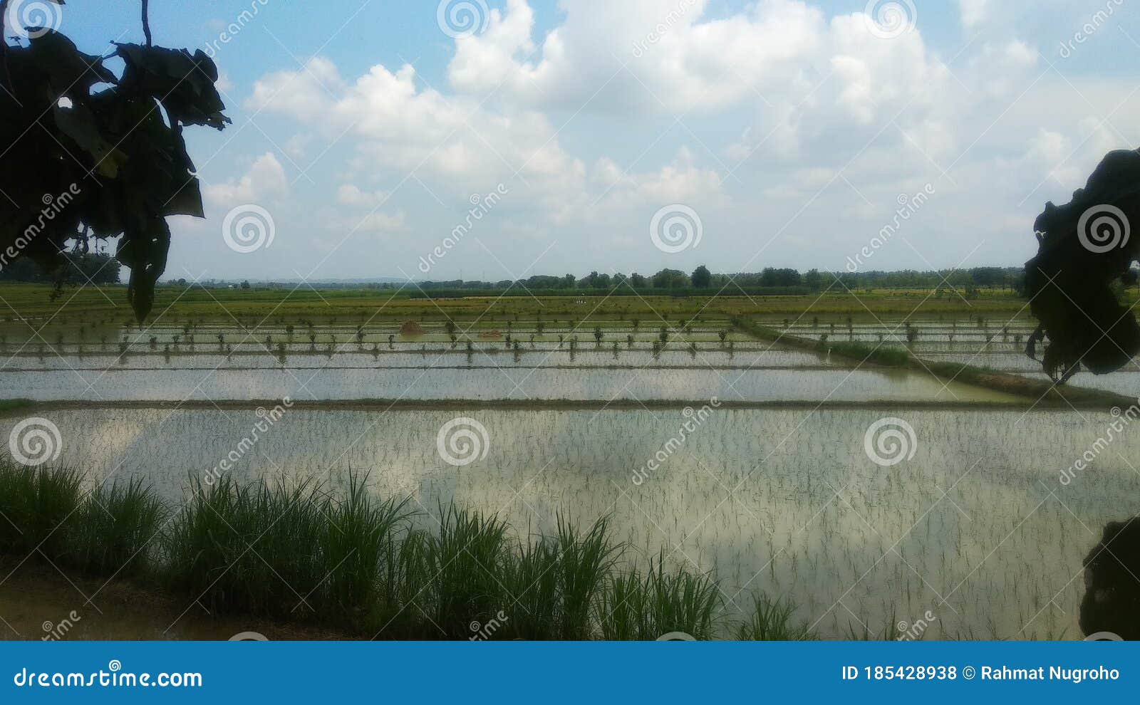 Rice Field Scenery As Background Stock Photo - Image of cereal, east ...
