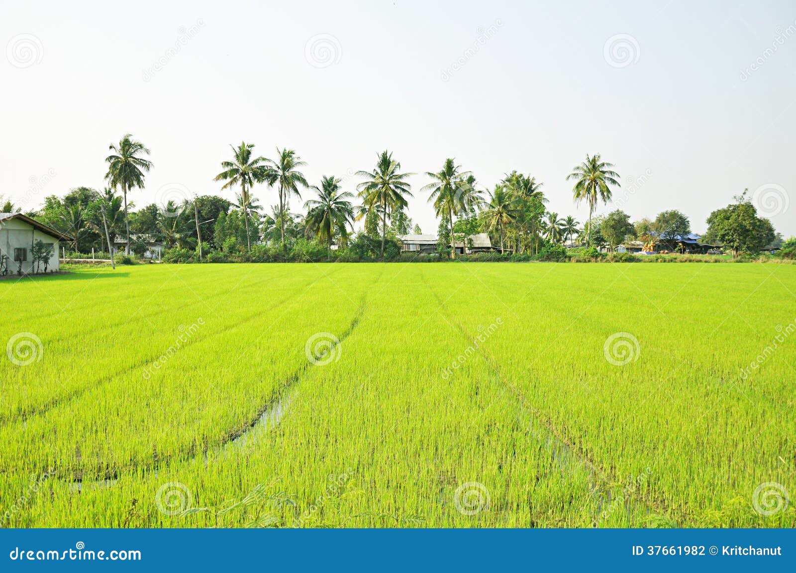 Rice Field Scenery With Coconut Trees Stock Photo - Image of harvest ...