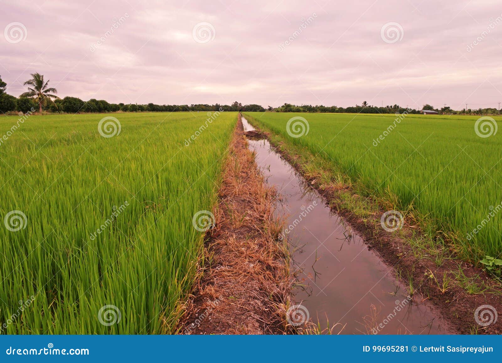 Direct Seeded Rice At Early Vegetative Stage In Rice Field Stock ...