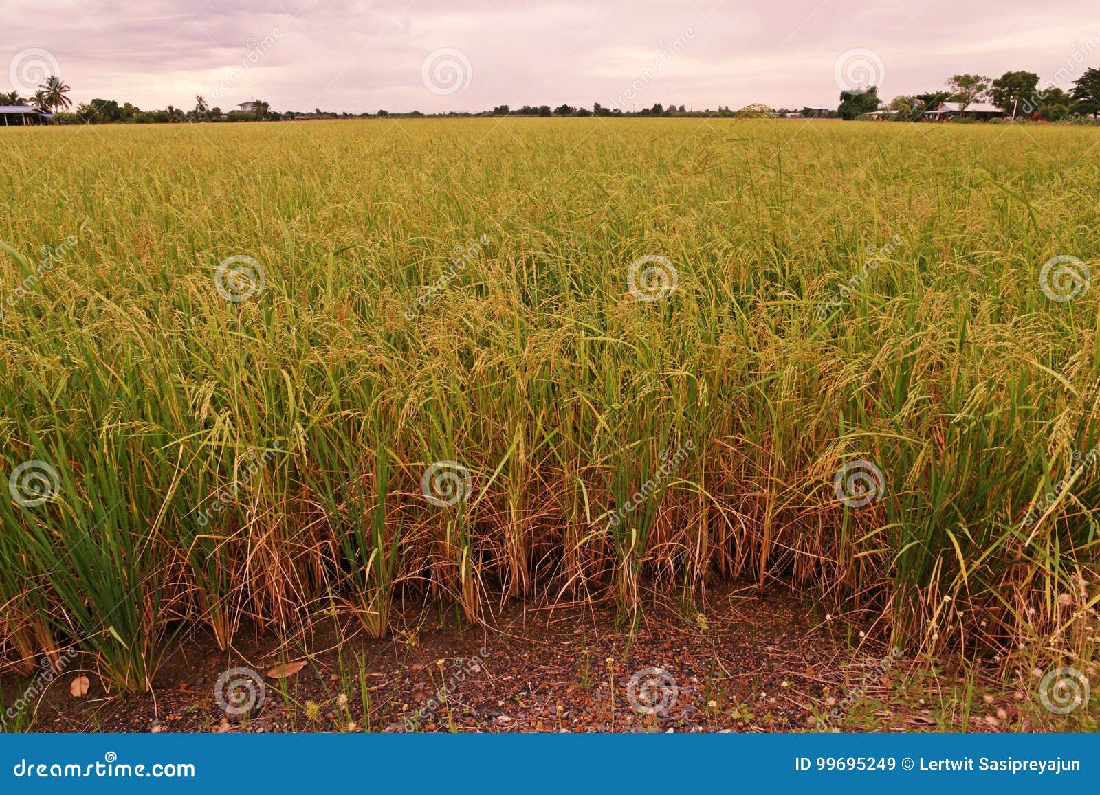 Direct Seeded Rice At Early Vegetative Stage In Rice Field Stock ...
