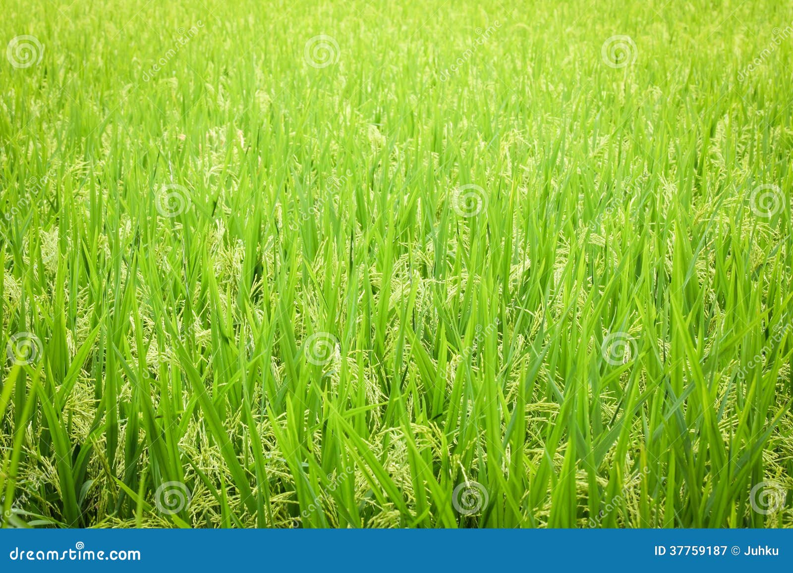 Rice Field Seamless Pattern Stock Image - Image of land, growth: 37759187