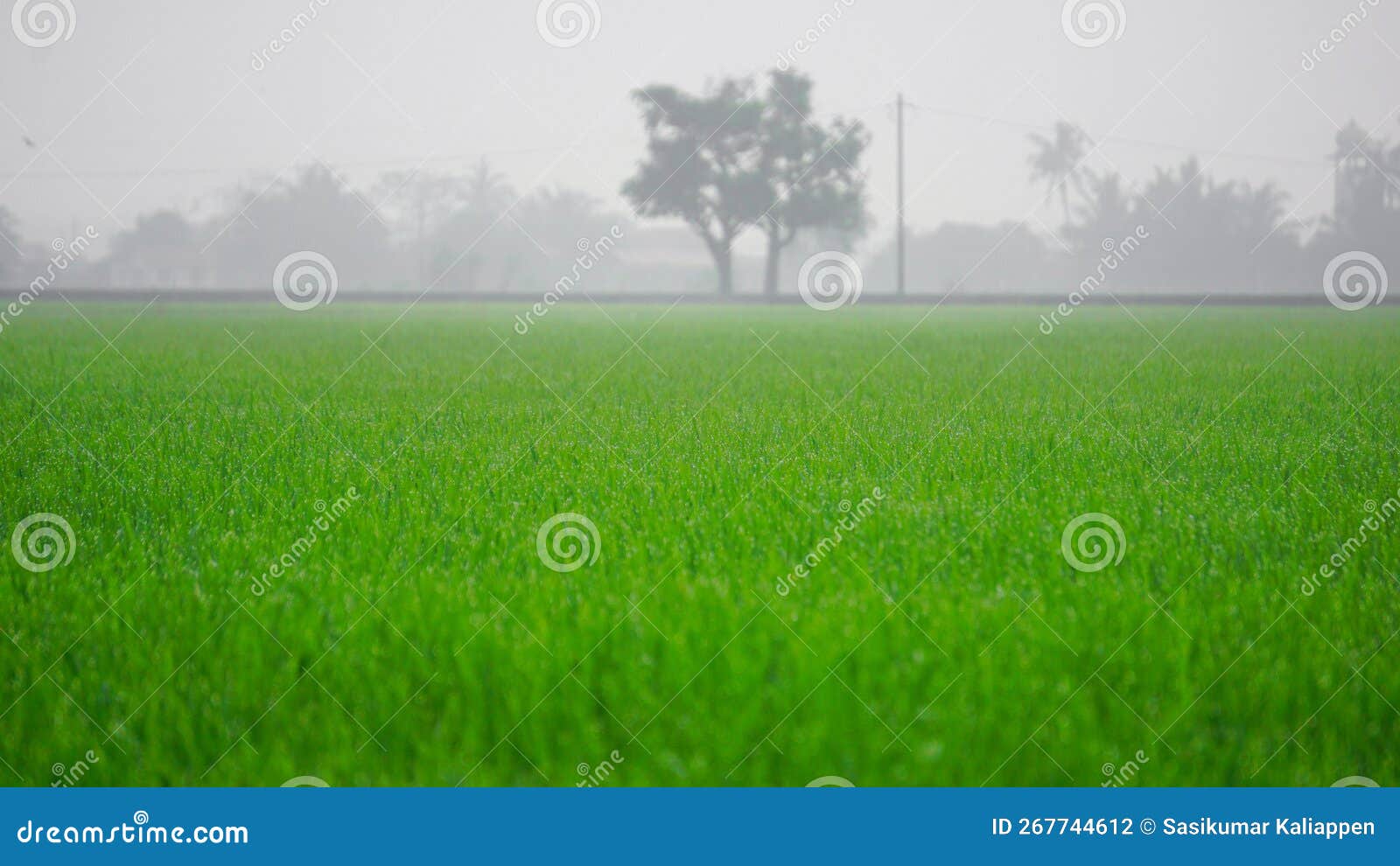 Rice Field Sekinchan Malaysia Stock Photo - Image of malaysiatravel ...