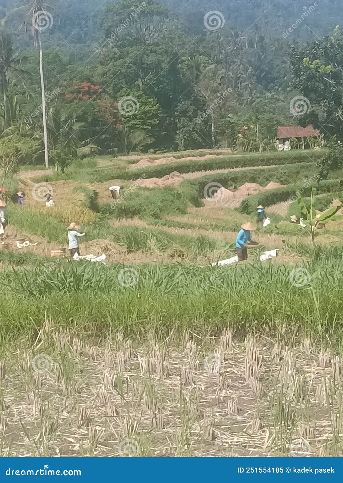 Rice Field Selat, Farm,subak Bali Stock Image - Image of rice ...