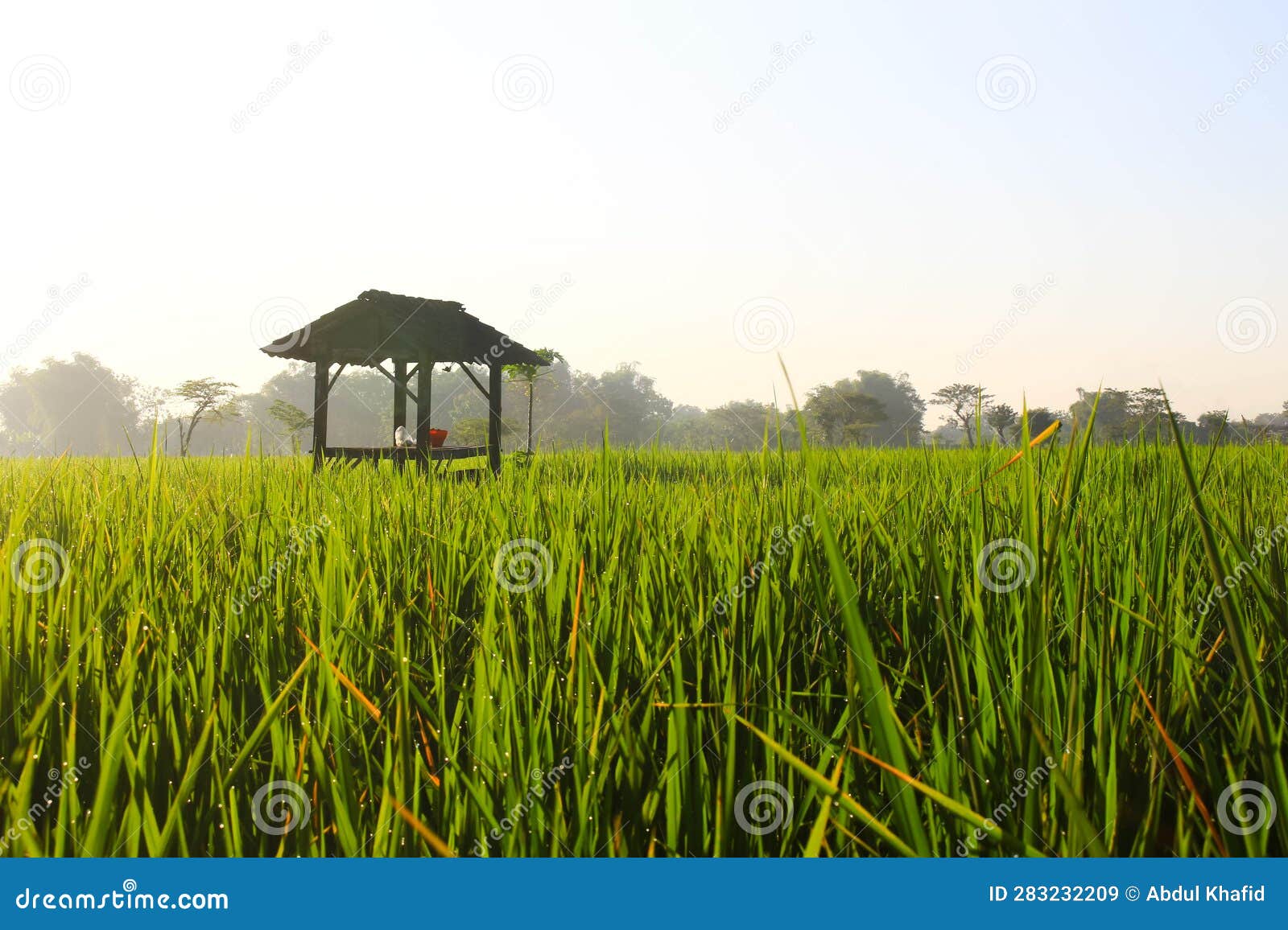 Rice Field Shack stock image. Image of morning, nature - 283232209