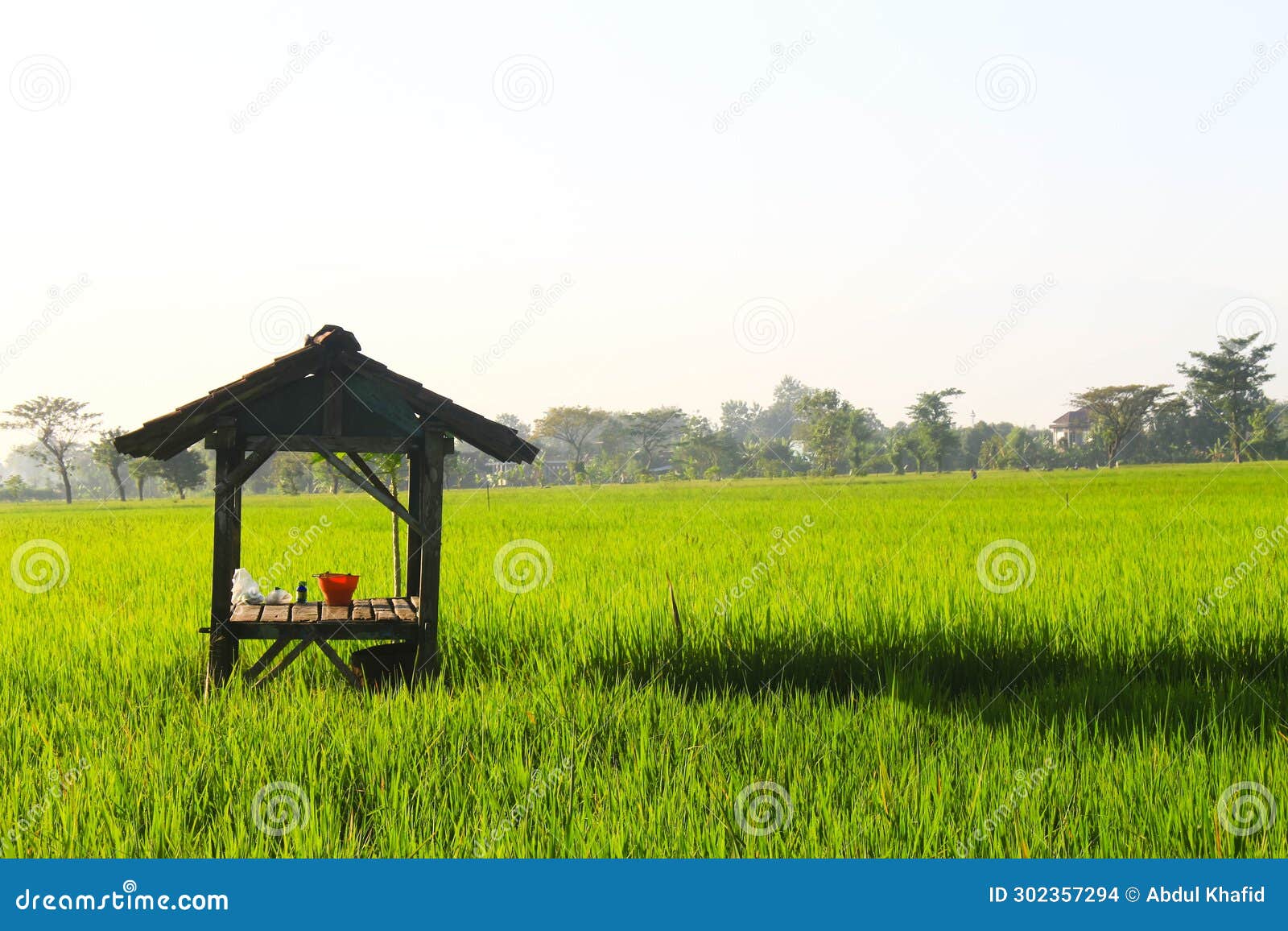 Rice Field Shack stock photo. Image of crop, cloud, green - 302357294