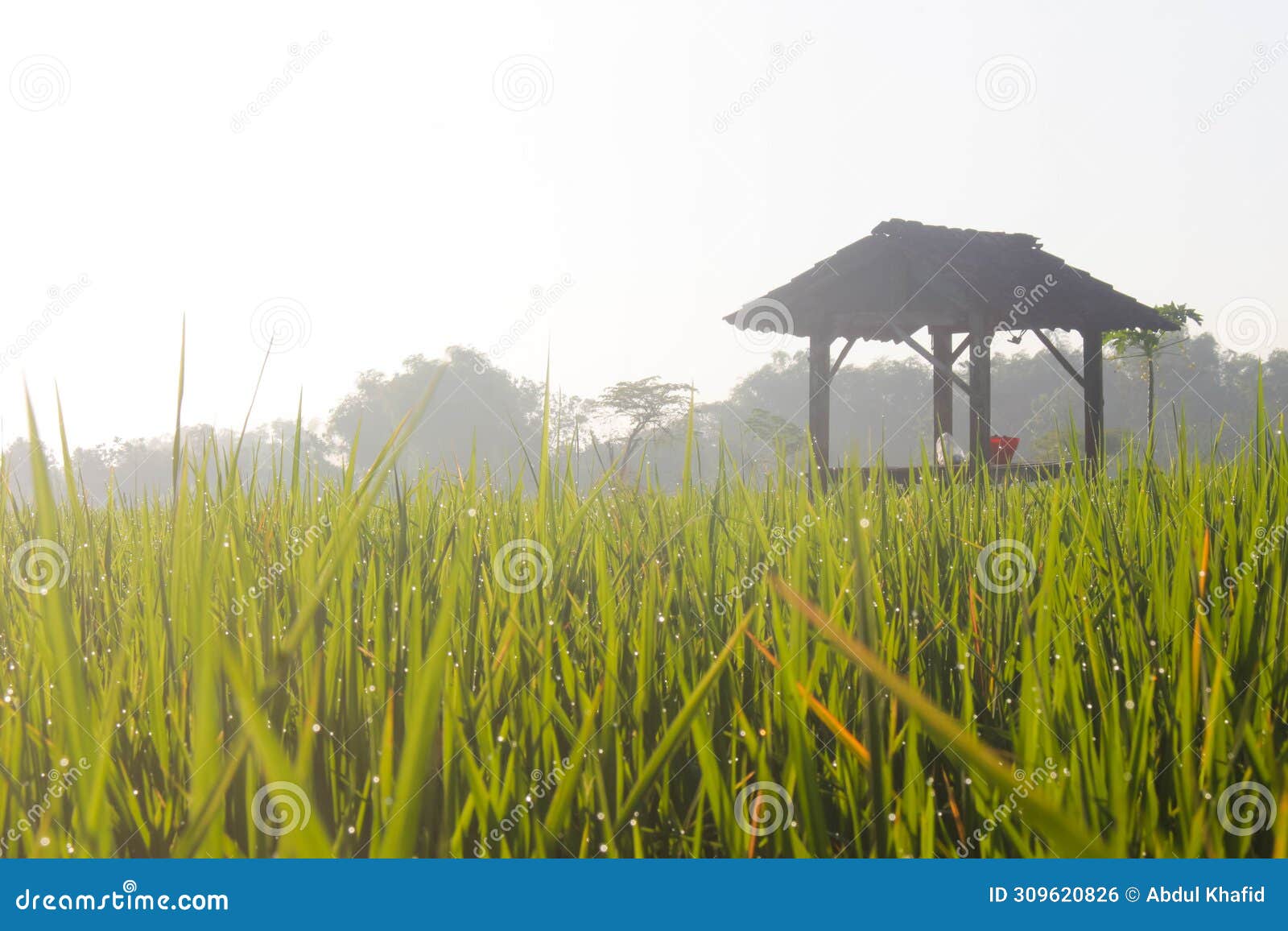 Rice Field Shack 3 stock photo. Image of nature, clouds - 309620826