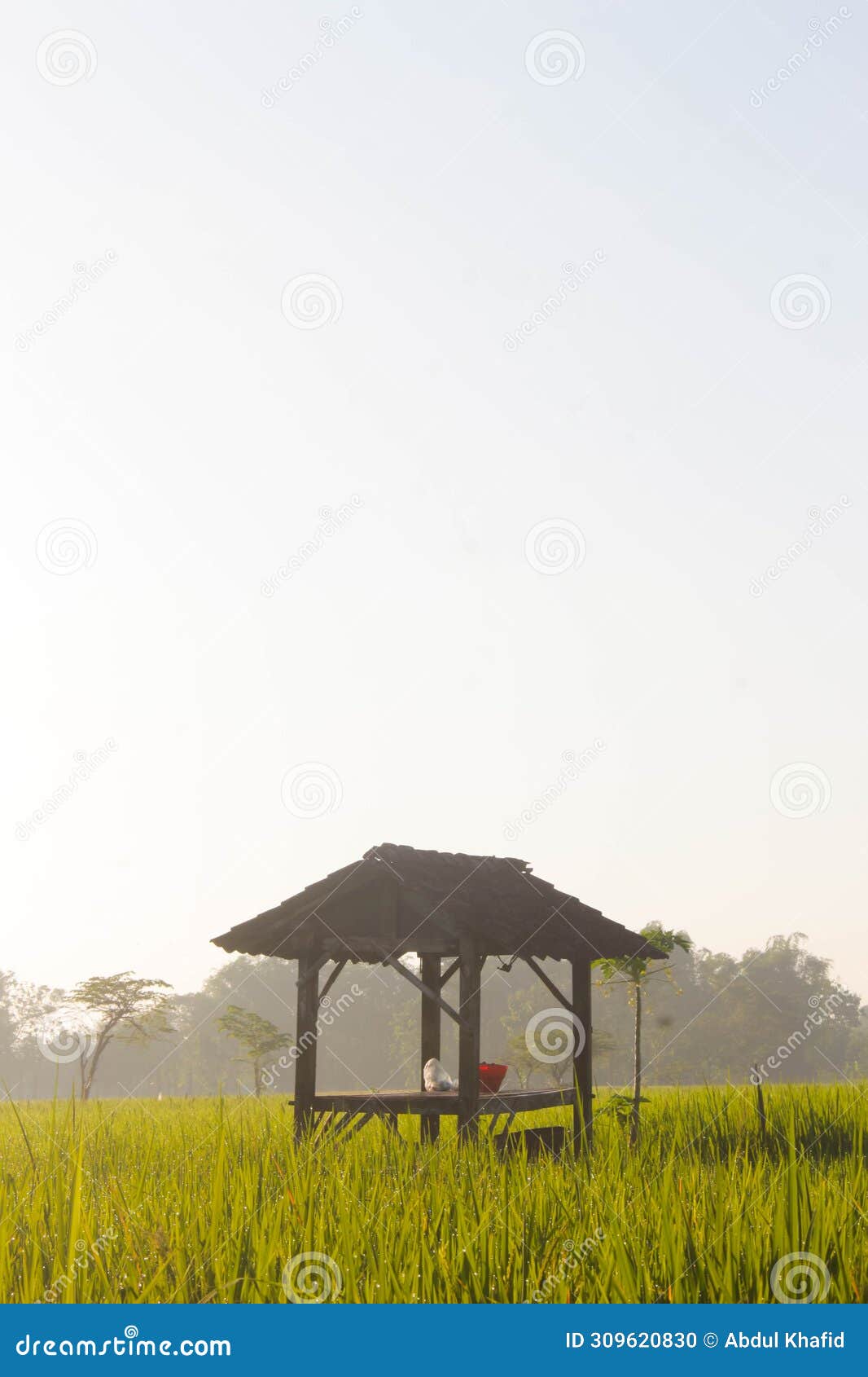 Rice Field Shack 4 stock photo. Image of harvest, clouds - 309620830
