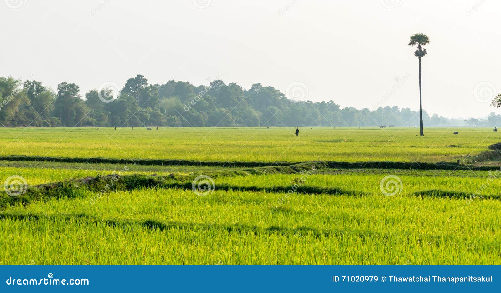 Rice Field in Siem Reap, Cambodia Apr 2016 Stock Image - Image of ...