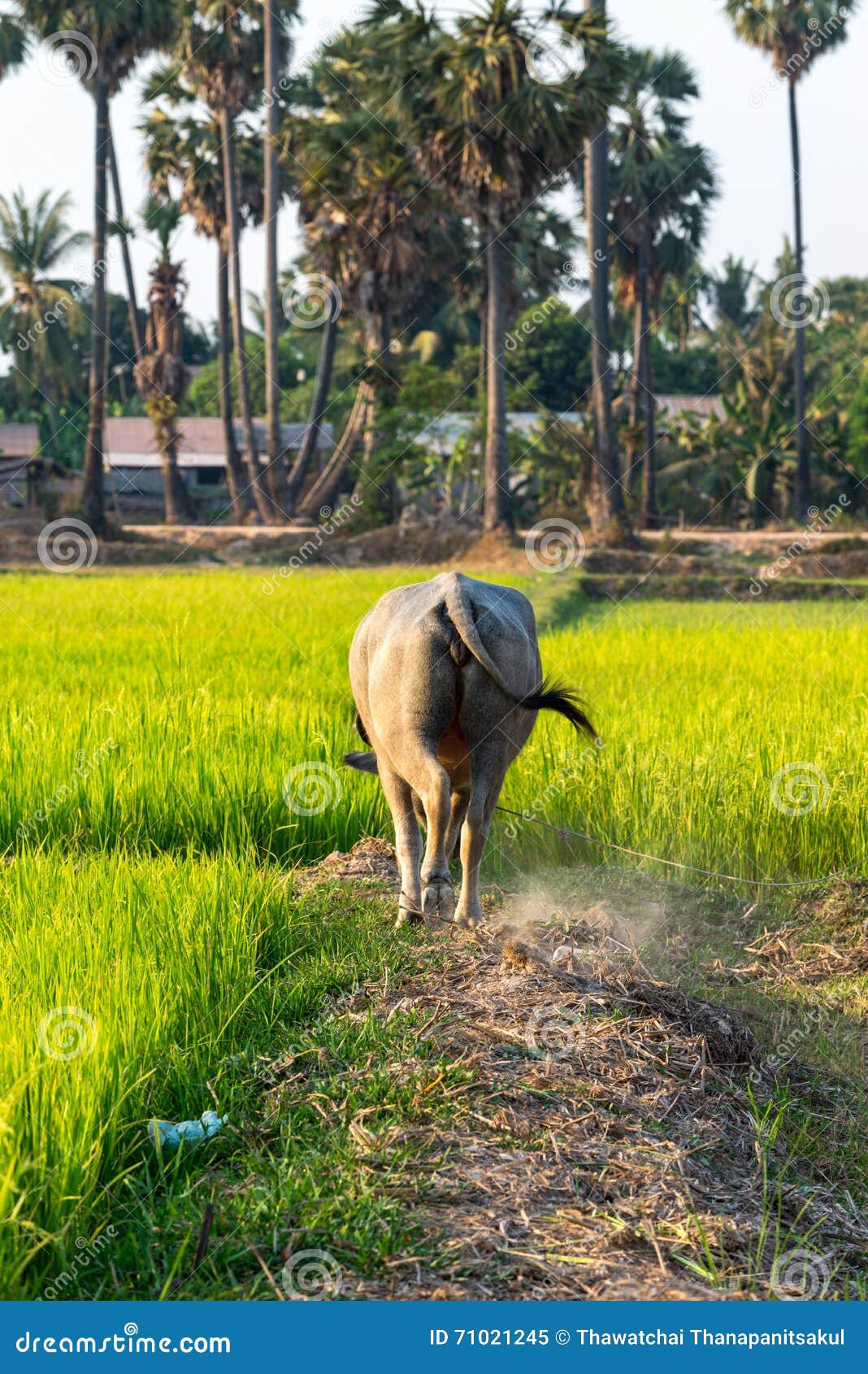 Rice Field in Siem Reap, Cambodia Apr 2016 Stock Image - Image of ...