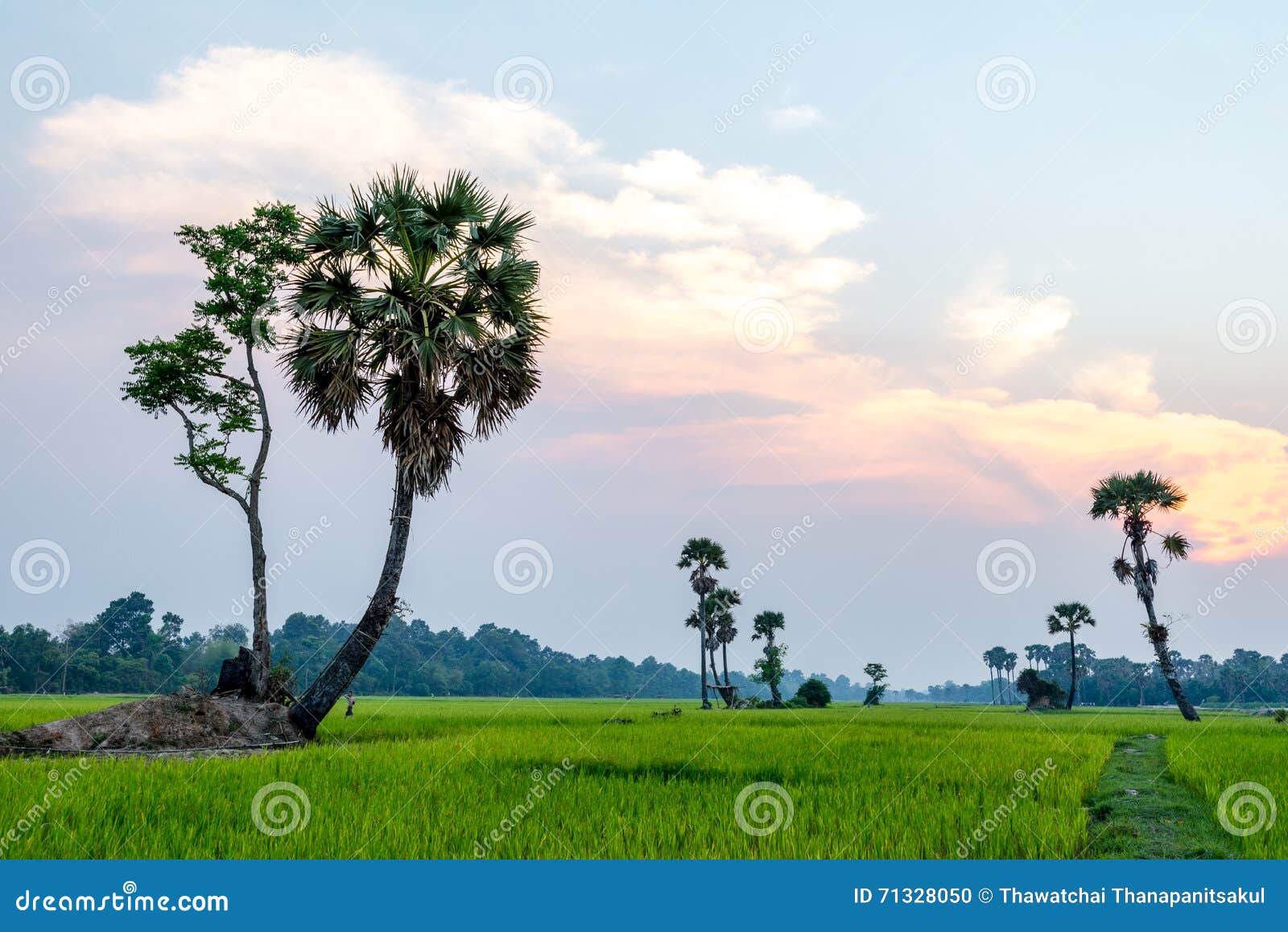 Rice Field in Siem Reap, Cambodia Apr 2016 Stock Photo - Image of reap ...
