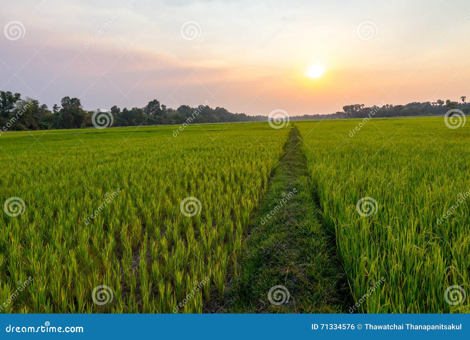 Rice Field in Siem Reap, Cambodia Apr 2016 Stock Photo - Image of tree ...