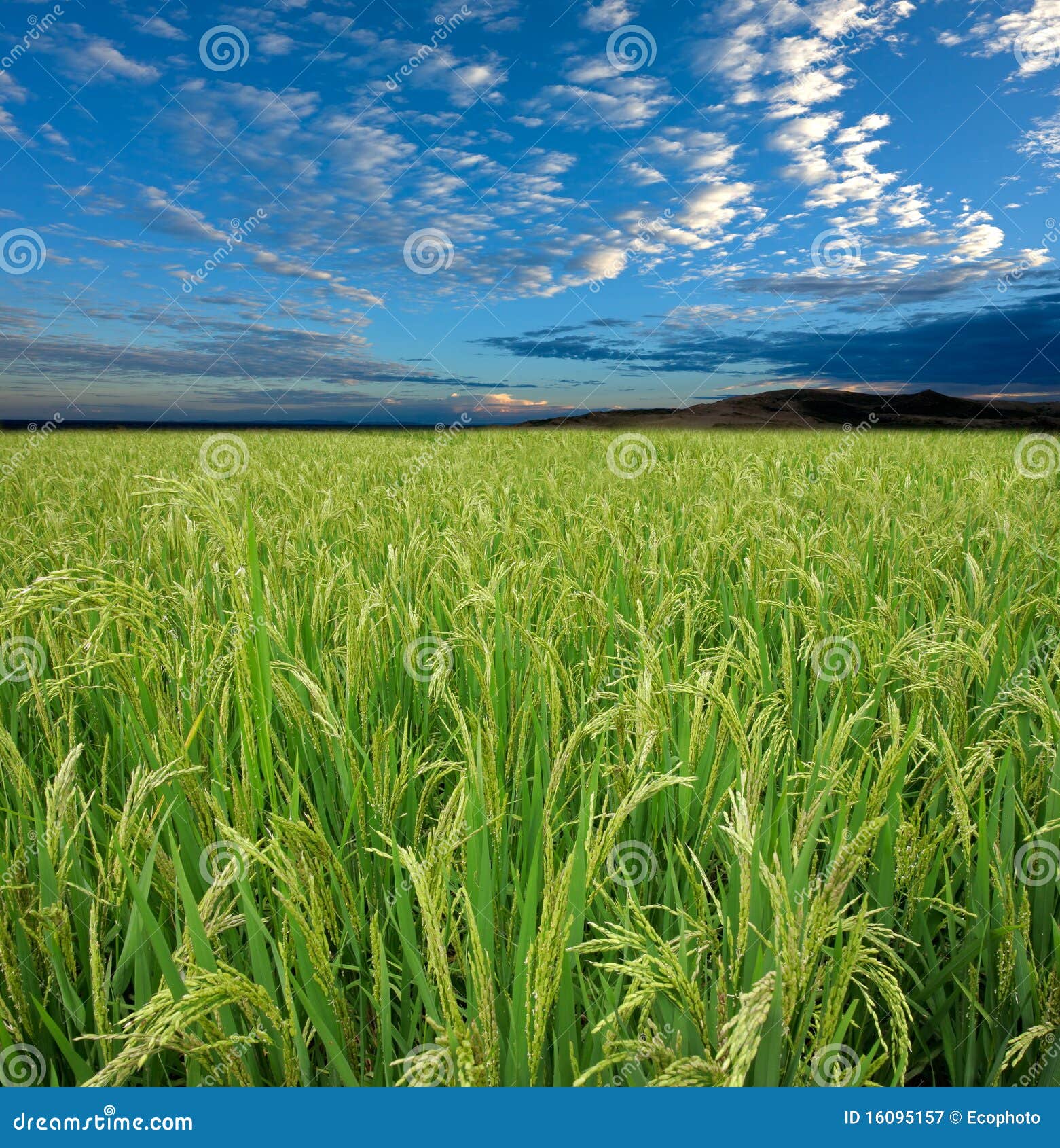 Rice field and sky stock image. Image of china, clouds - 16095157