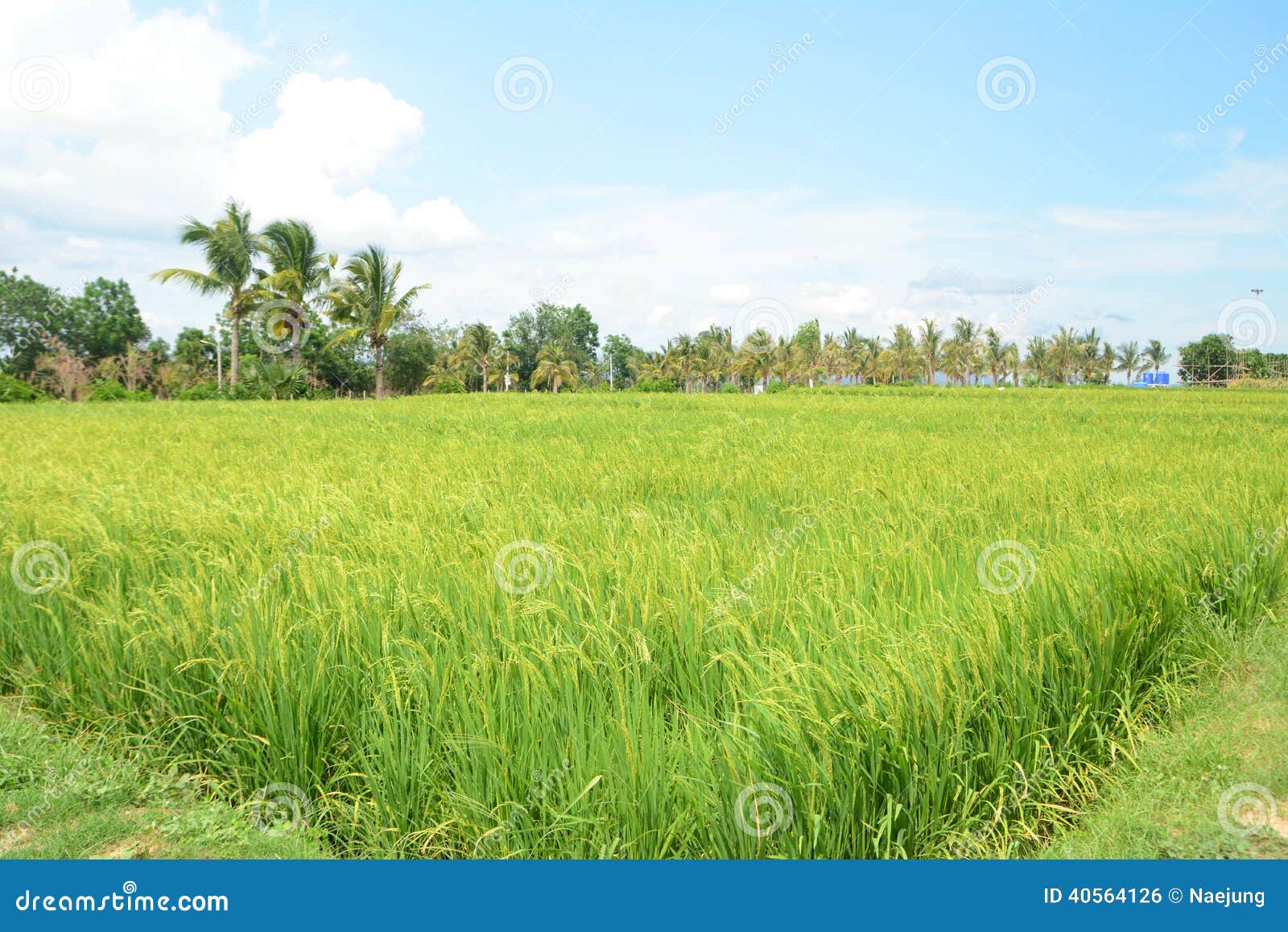 Rice field stock photo. Image of ground, grows, county - 40564126