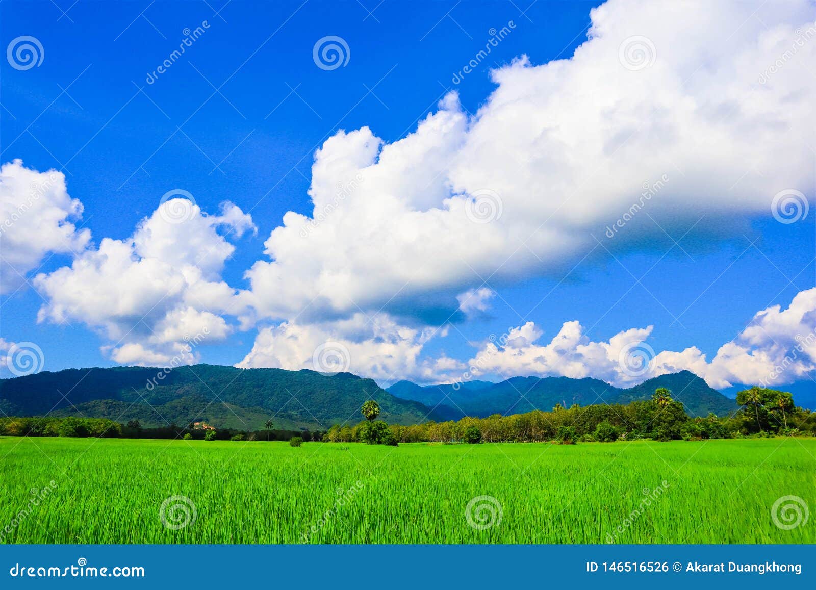 Rice field and sky stock photo. Image of fields, farmland - 146516526